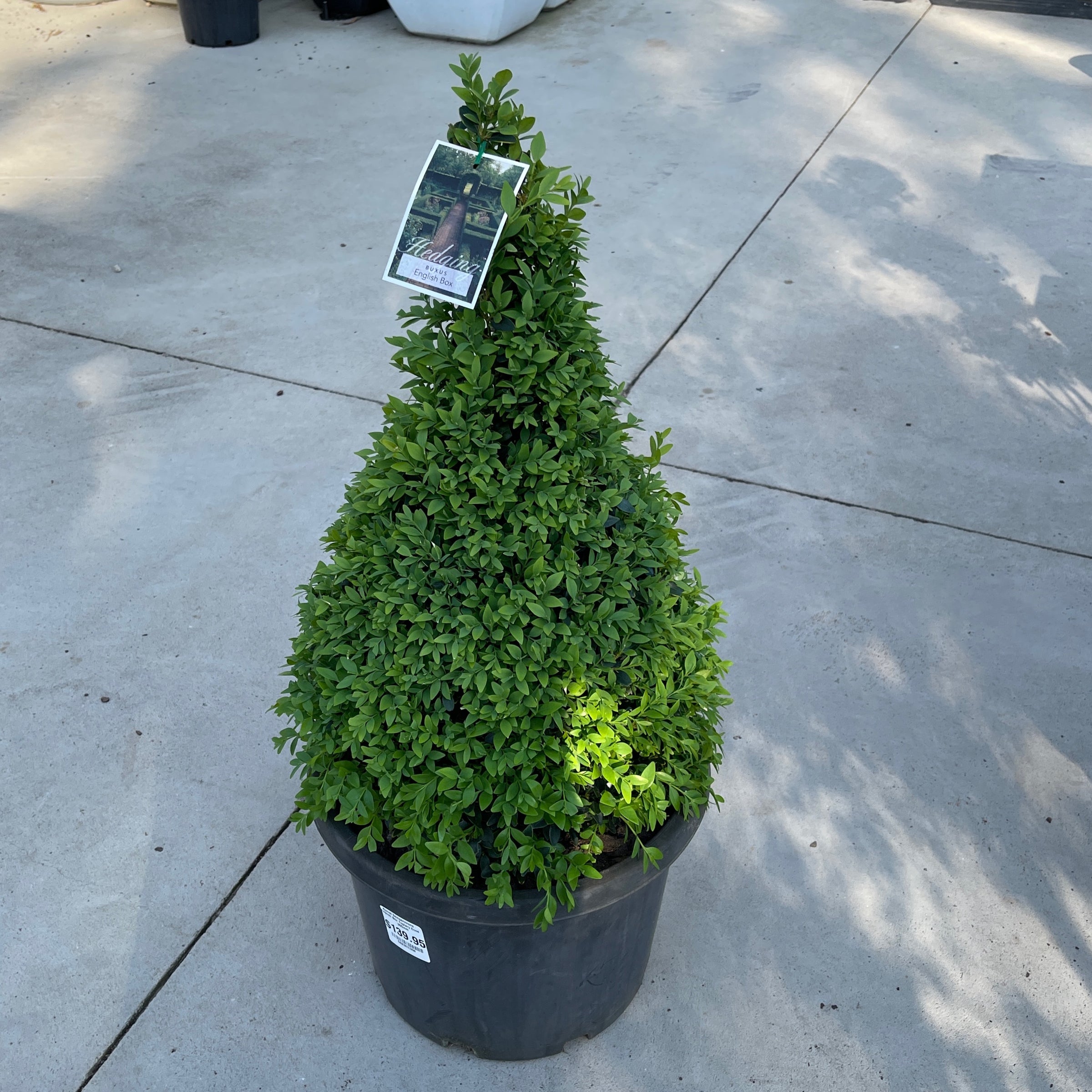 -Espalier, Topiary & Standards | Exotic Botanic