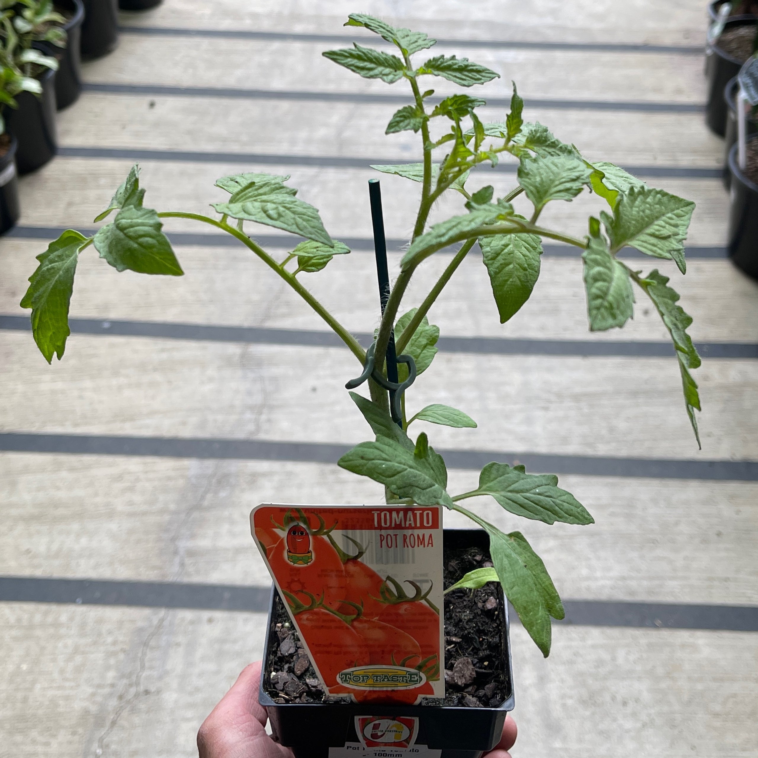 Tomato Pot Roma - 100mm | Exotic Botanic