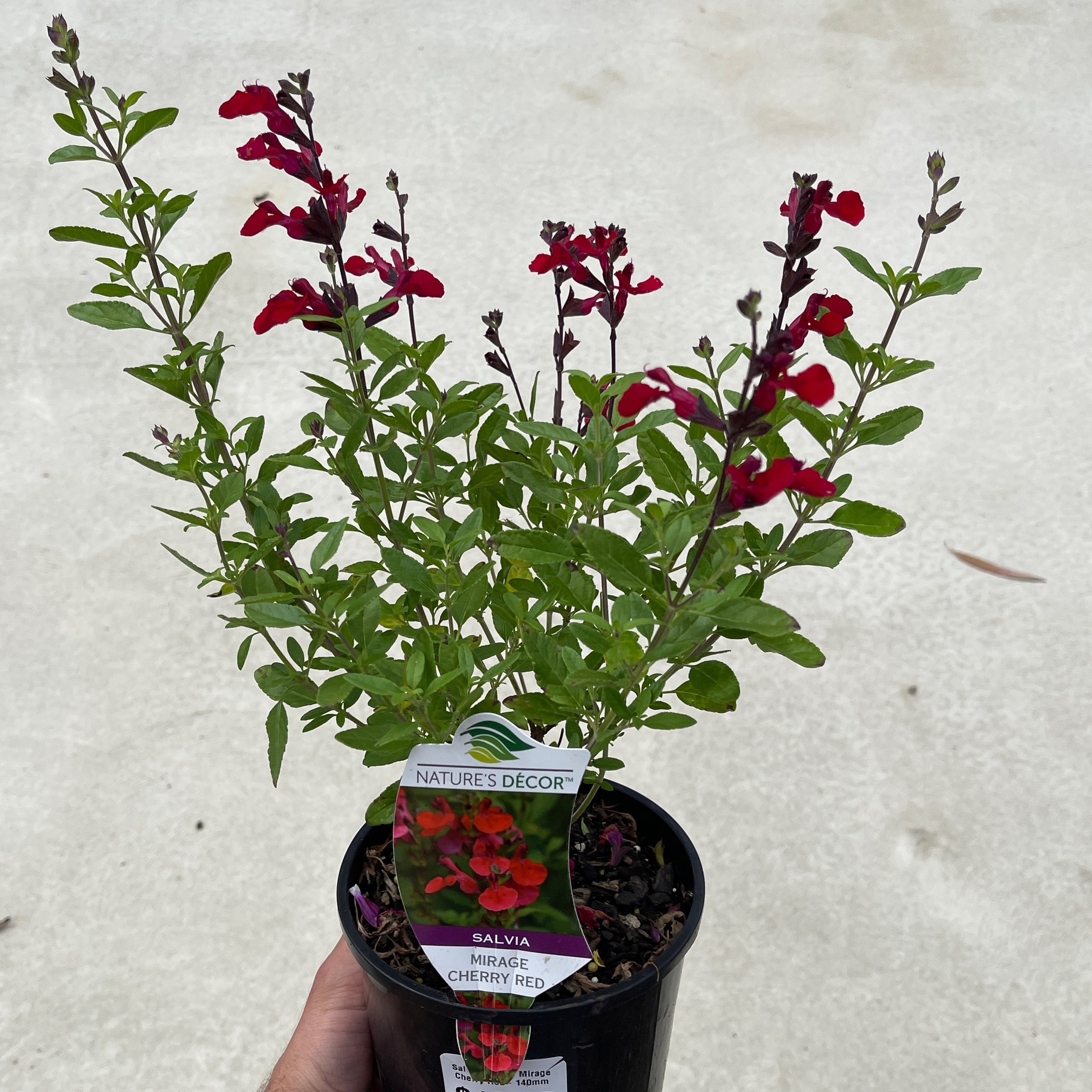 Salvia Greggii Mirage Cherry Red - 140mm | Exotic Botanic
