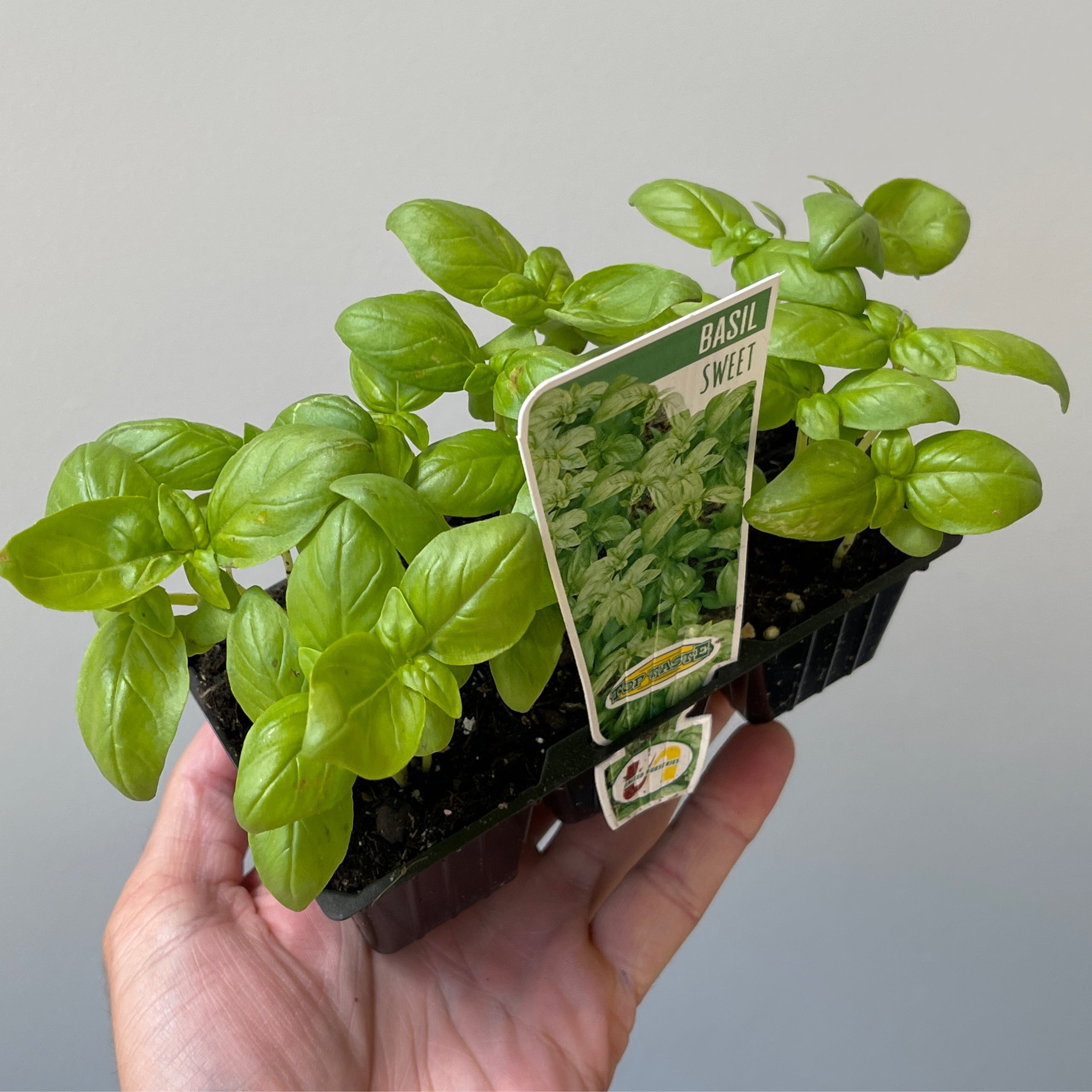 Basil Sweet Herb - Ocimum Basilicum - 6 Cell Punnet | Exotic Botanic