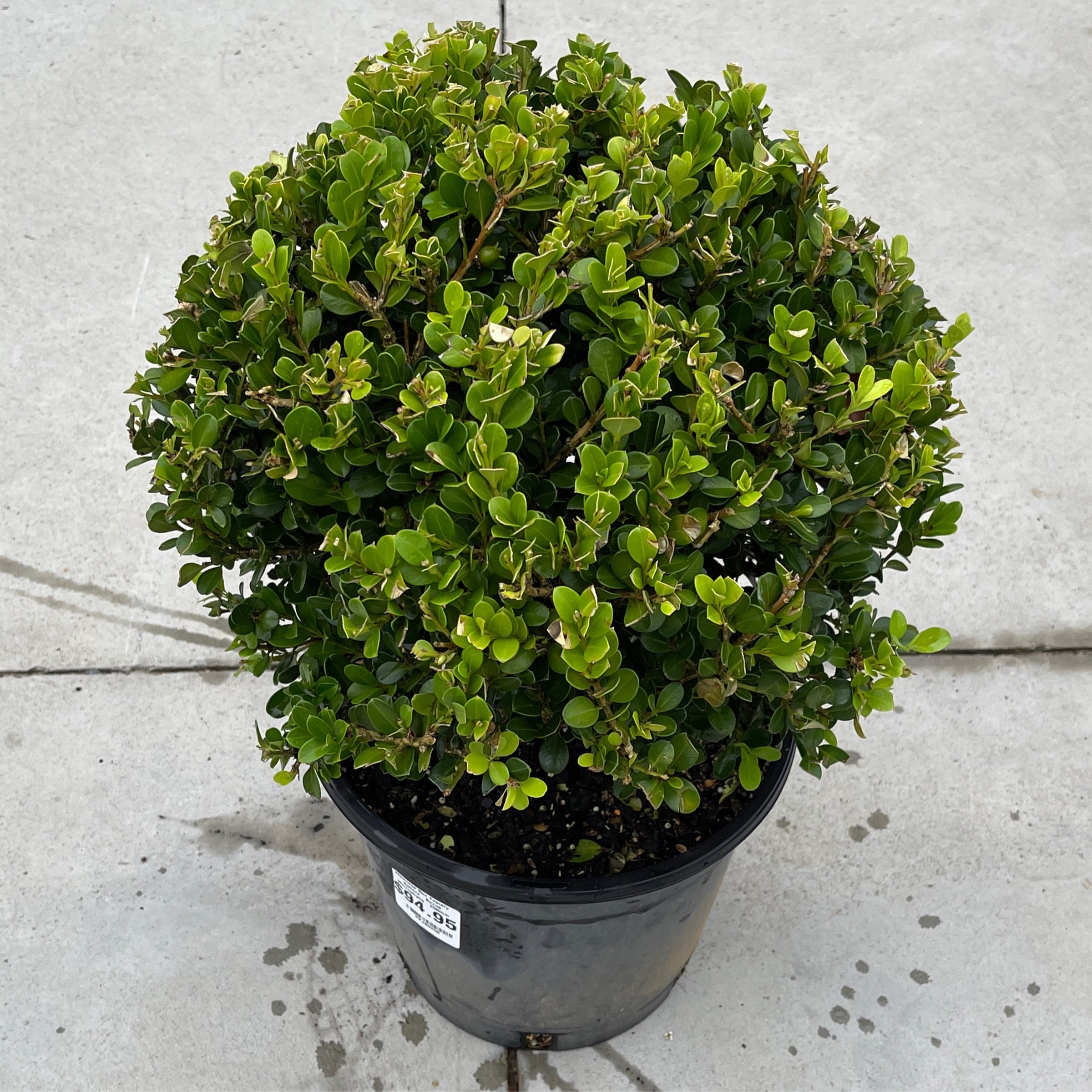 -Espalier, Topiary & Standards | Exotic Botanic