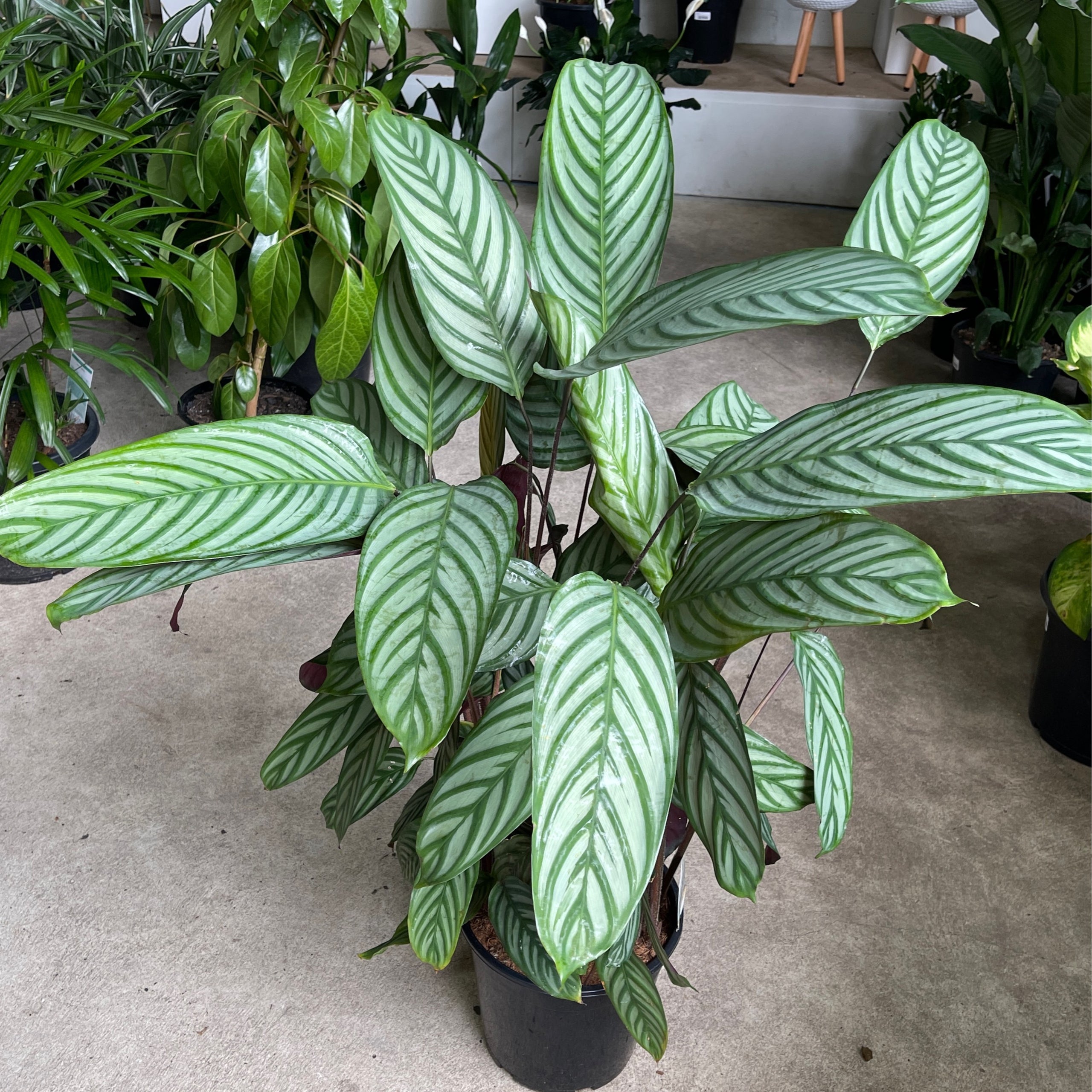 Ctenanthe Oppenheimiana - 250mm | Exotic Botanic