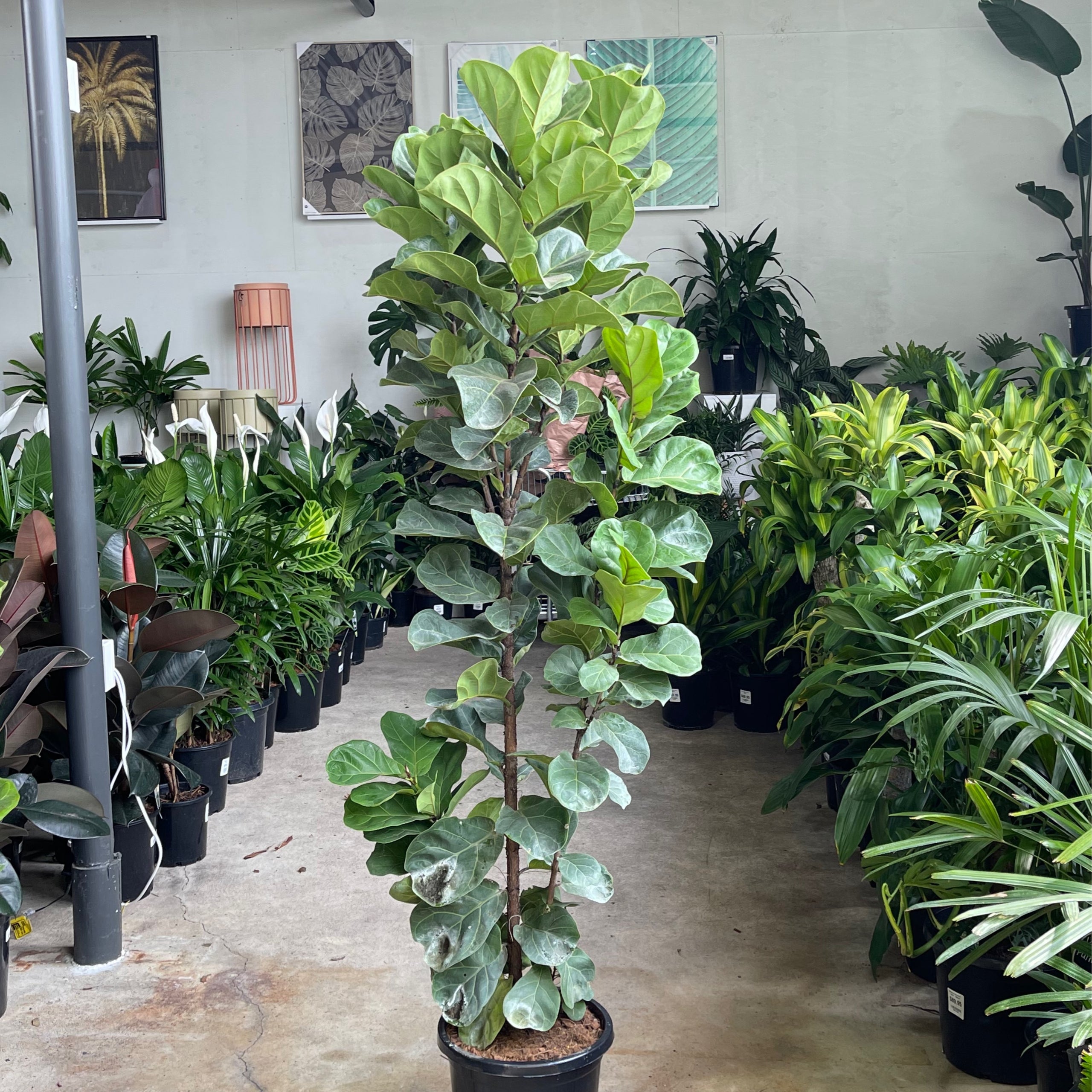 Ficus Lyrata Bambino - Fiddle Leaf Fig - 300mm | Exotic Botanic