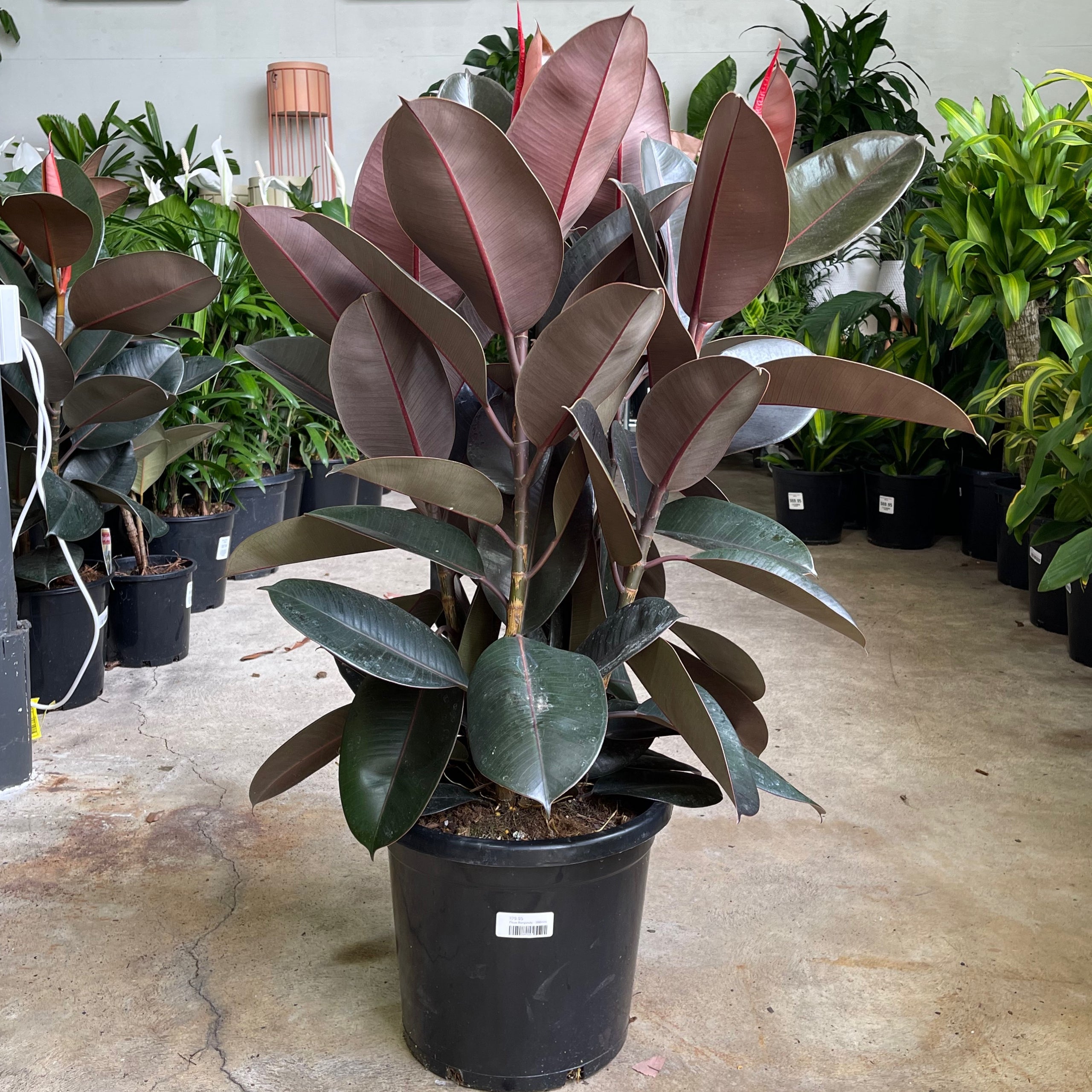 Ficus Burgundy - 300mm | Exotic Botanic