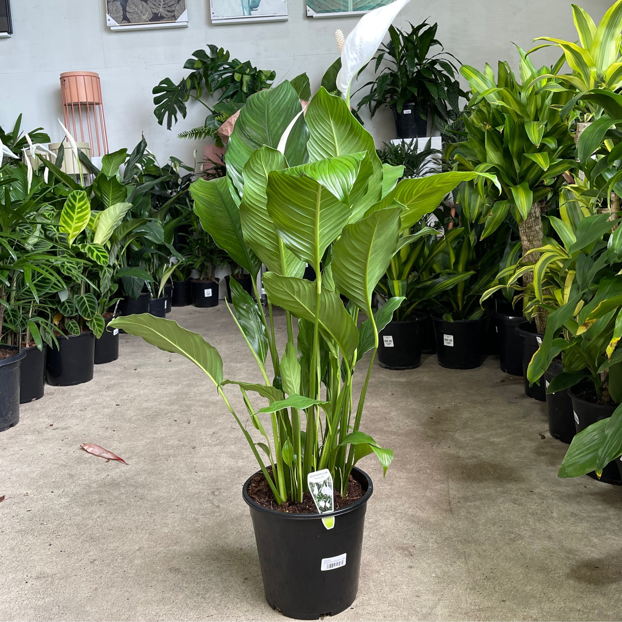 Spathiphyllum Sebastiano - 250mm | Exotic Botanic