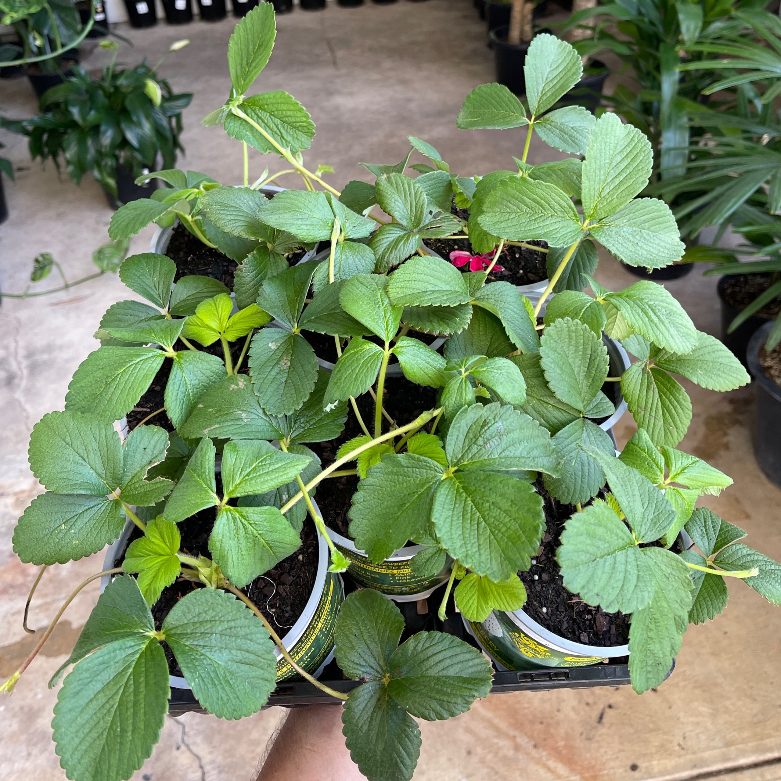 Shop All Plants, Pots & Accessories | Exotic Botanic