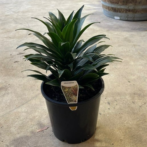 Dracaena JC Compacta - 200mm | Exotic Botanic