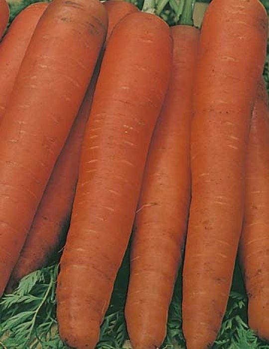 Carrot All Year Round - Seeds | Exotic Botanic