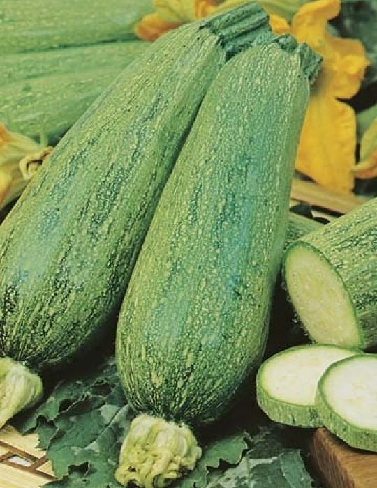 Zucchini Lebanese - Seeds | Exotic Botanic