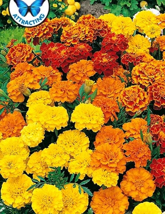 Marigold Dwarf Double Mixed - Seeds | Exotic Botanic