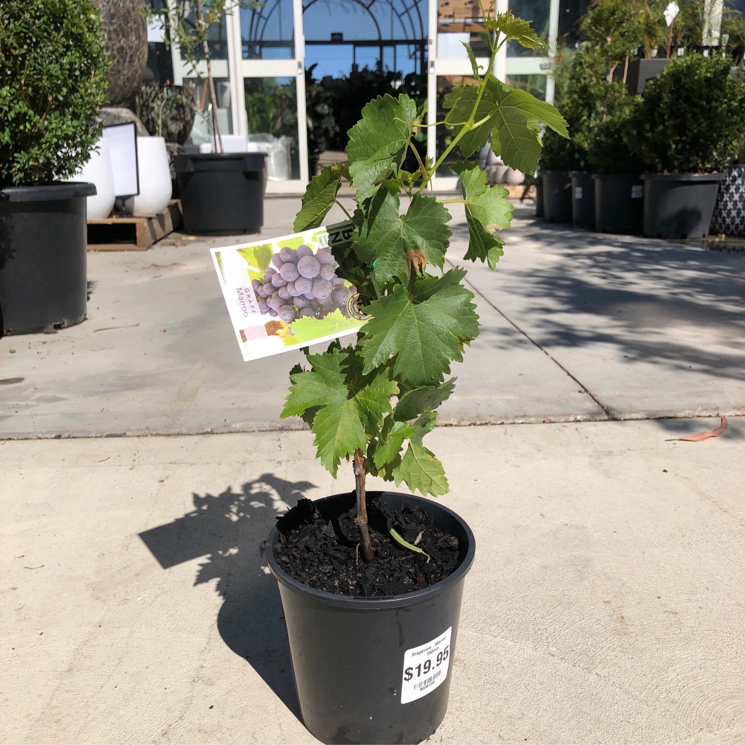 Grapevine - Marroo - 150mm | Exotic Botanic