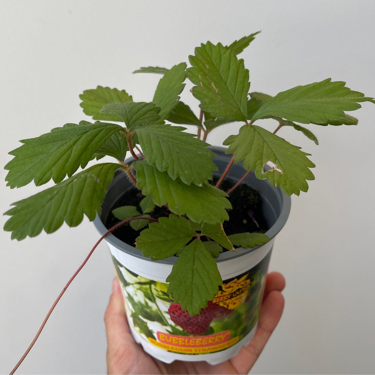 Shop All Plants, Pots & Accessories | Exotic Botanic