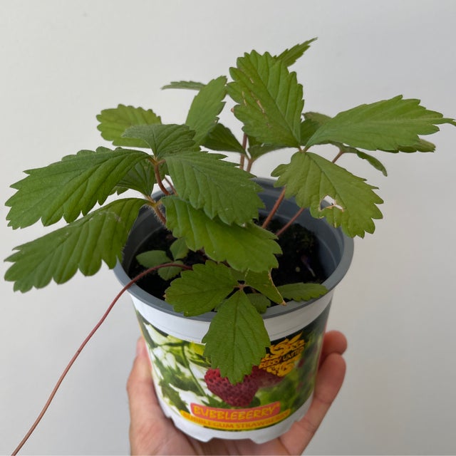 Shop All Plants, Pots & Accessories | Exotic Botanic