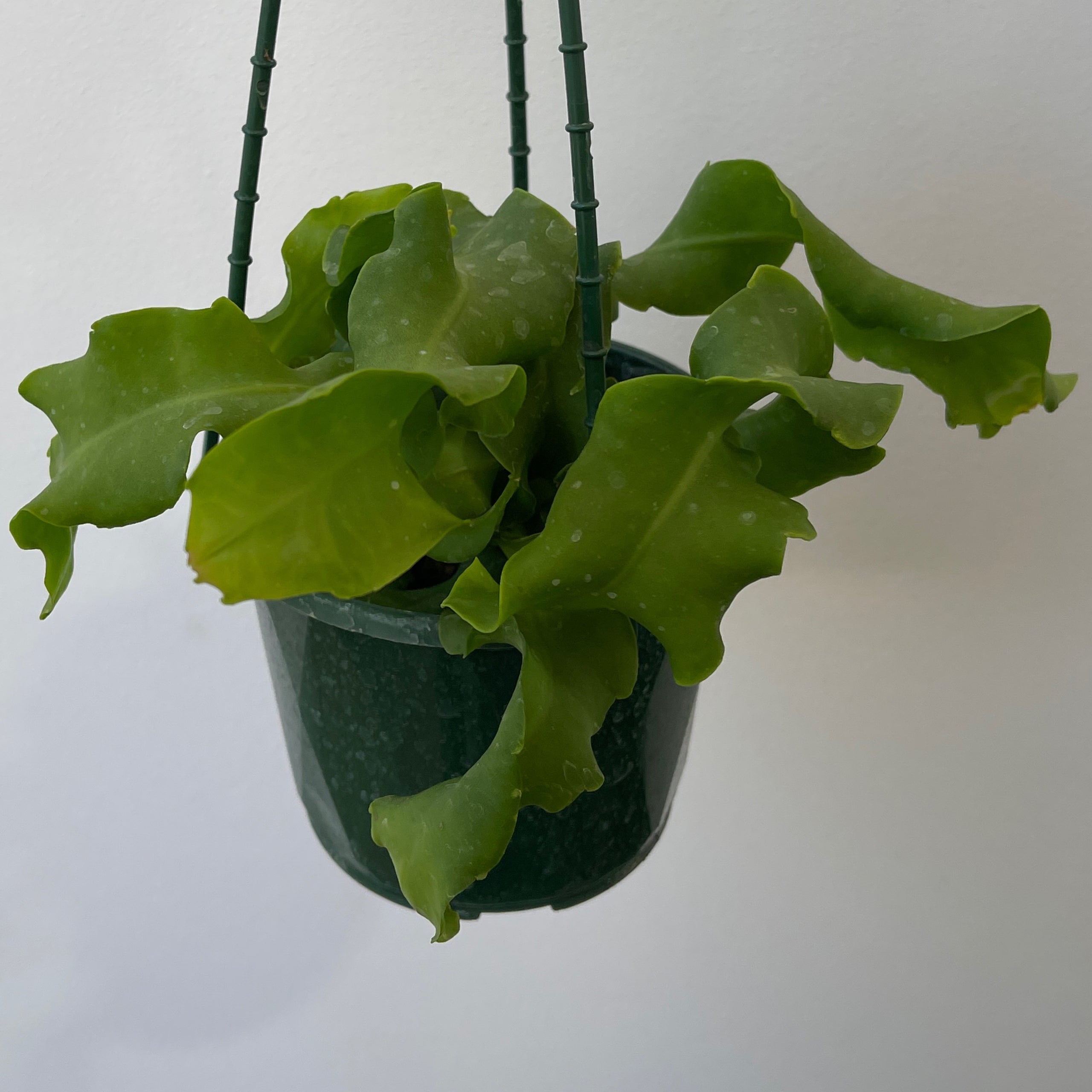 Epiphyllum Curly Sue Hanging - 130mm | Exotic Botanic