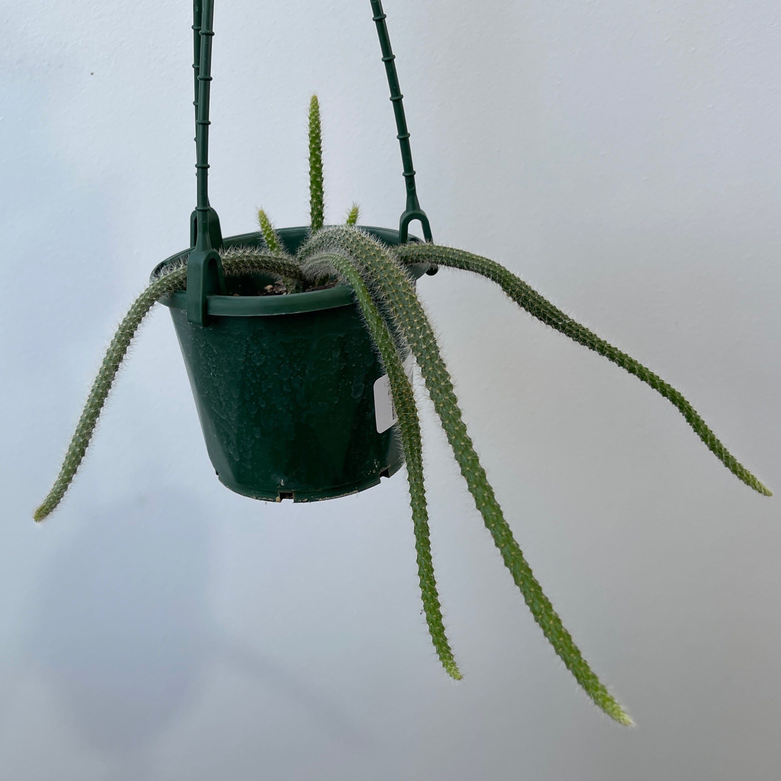 Rat Tail Cacti Hanging - 130mm | Exotic Botanic