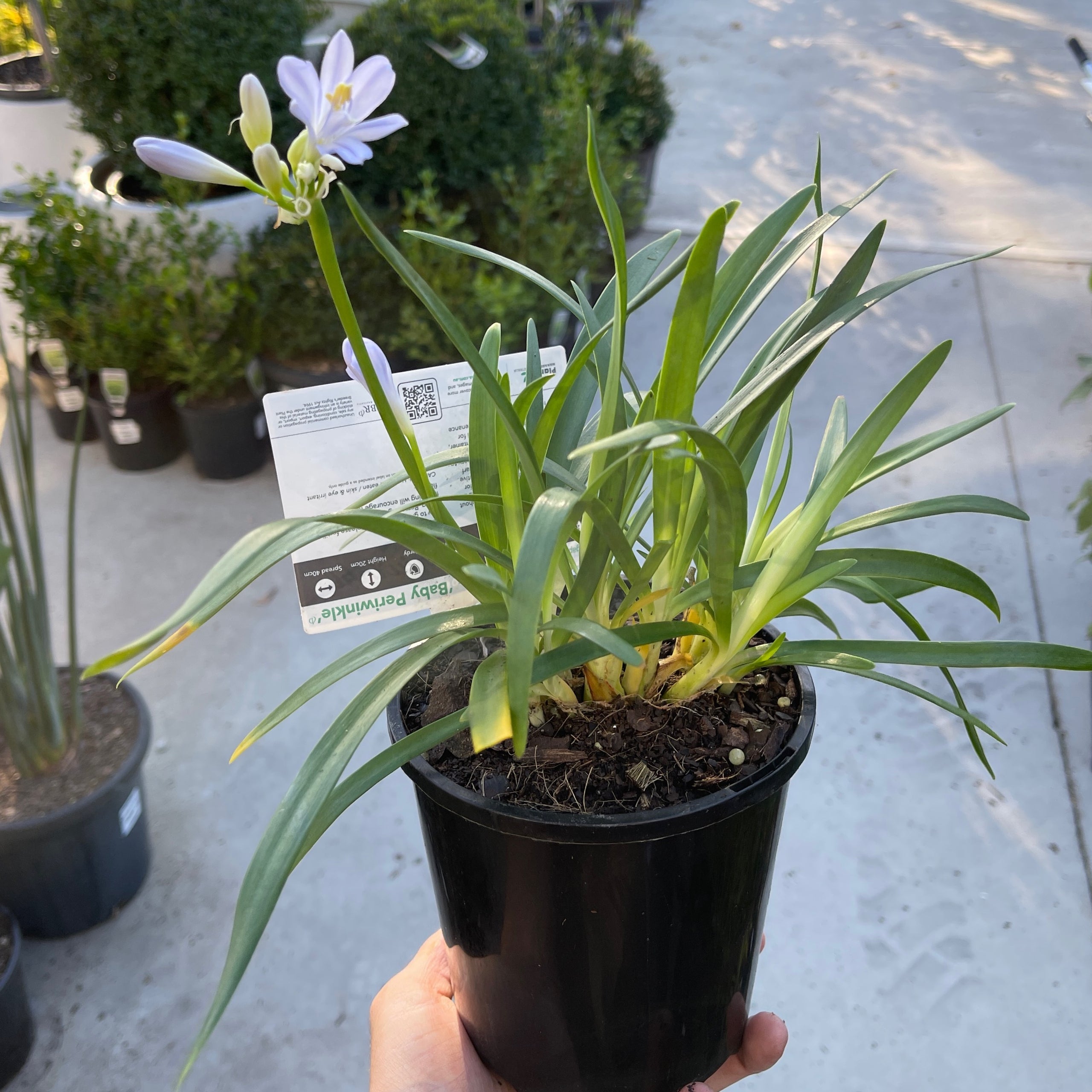 Agapanthus Baby Periwinkle - 140mm | Exotic Botanic