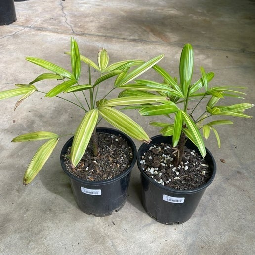 Rhapis Palm Variegated - 200mm | Exotic Botanic