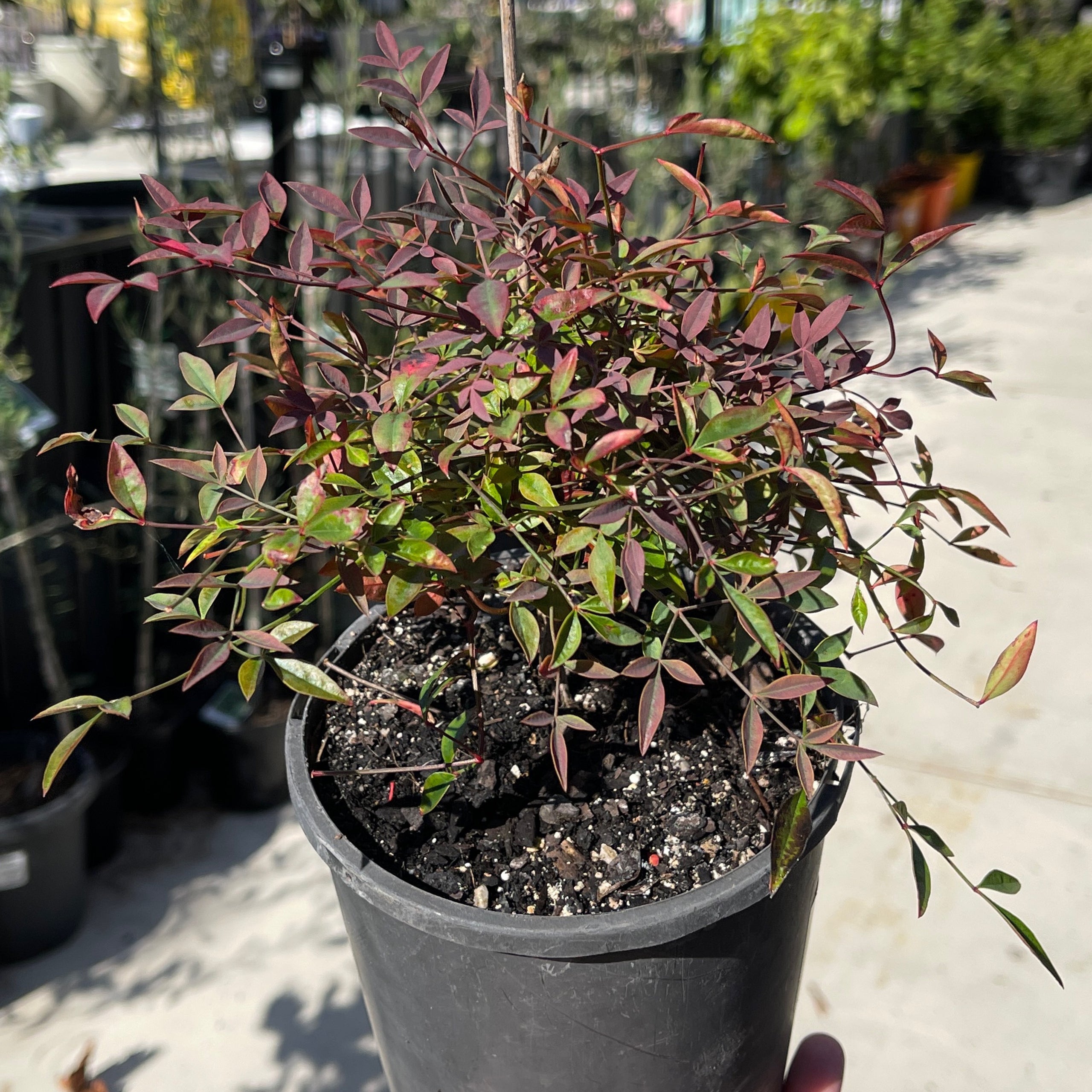 Nandina Domestica Flirt - 140mm | Exotic Botanic