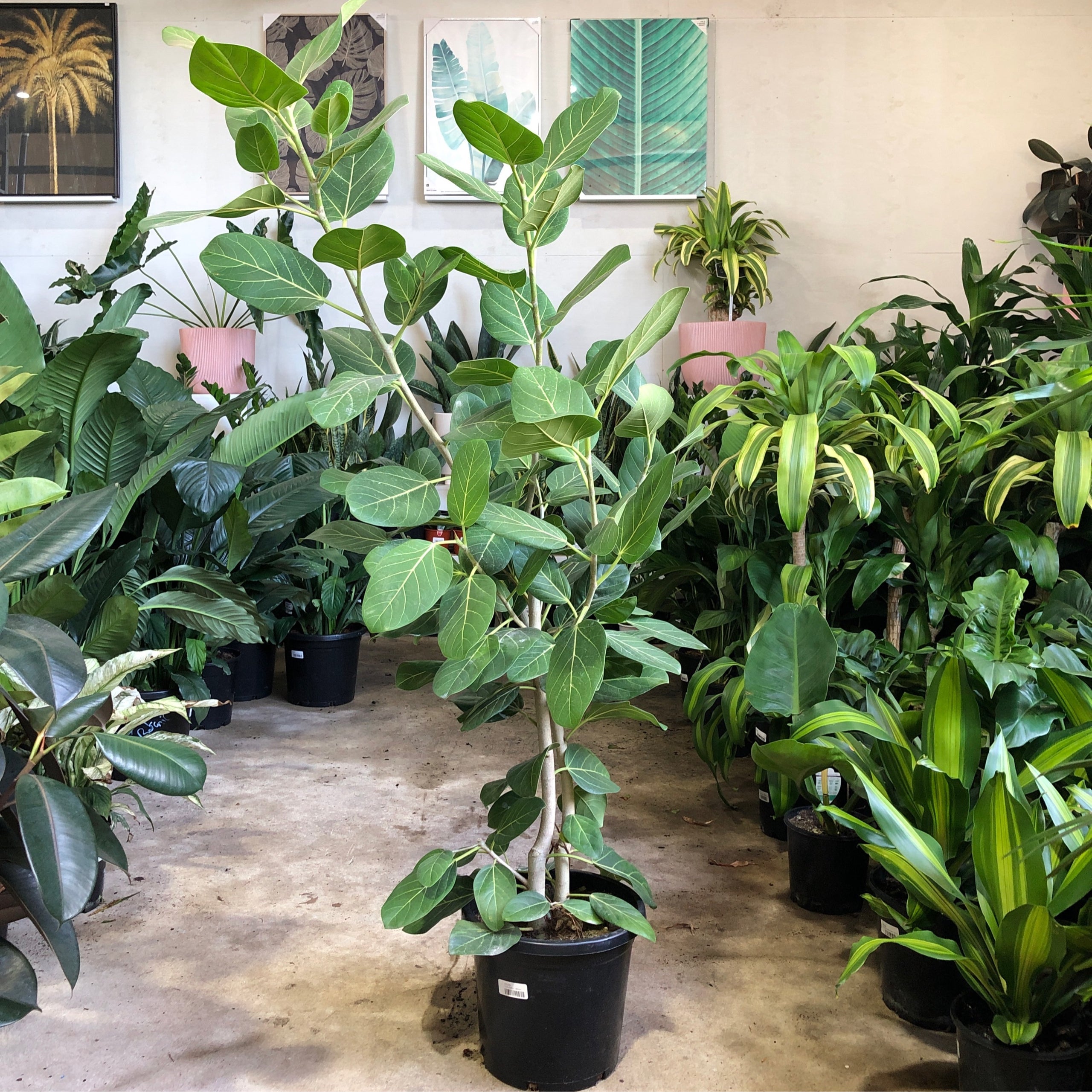 Ficus Audrey - 300mm | Exotic Botanic
