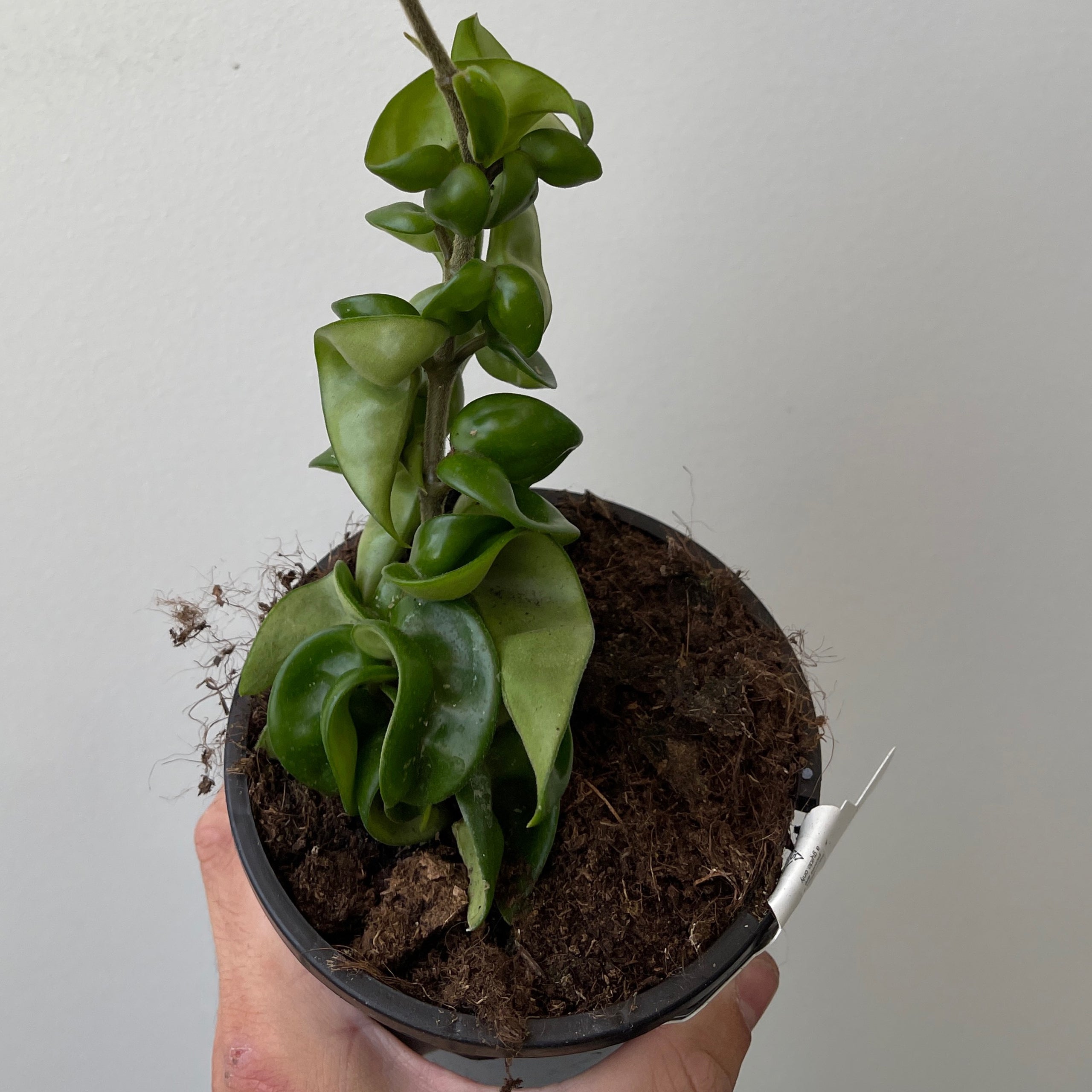 Hoya Carnosa Compacta - Indian Rope - 118mm | Exotic Botanic