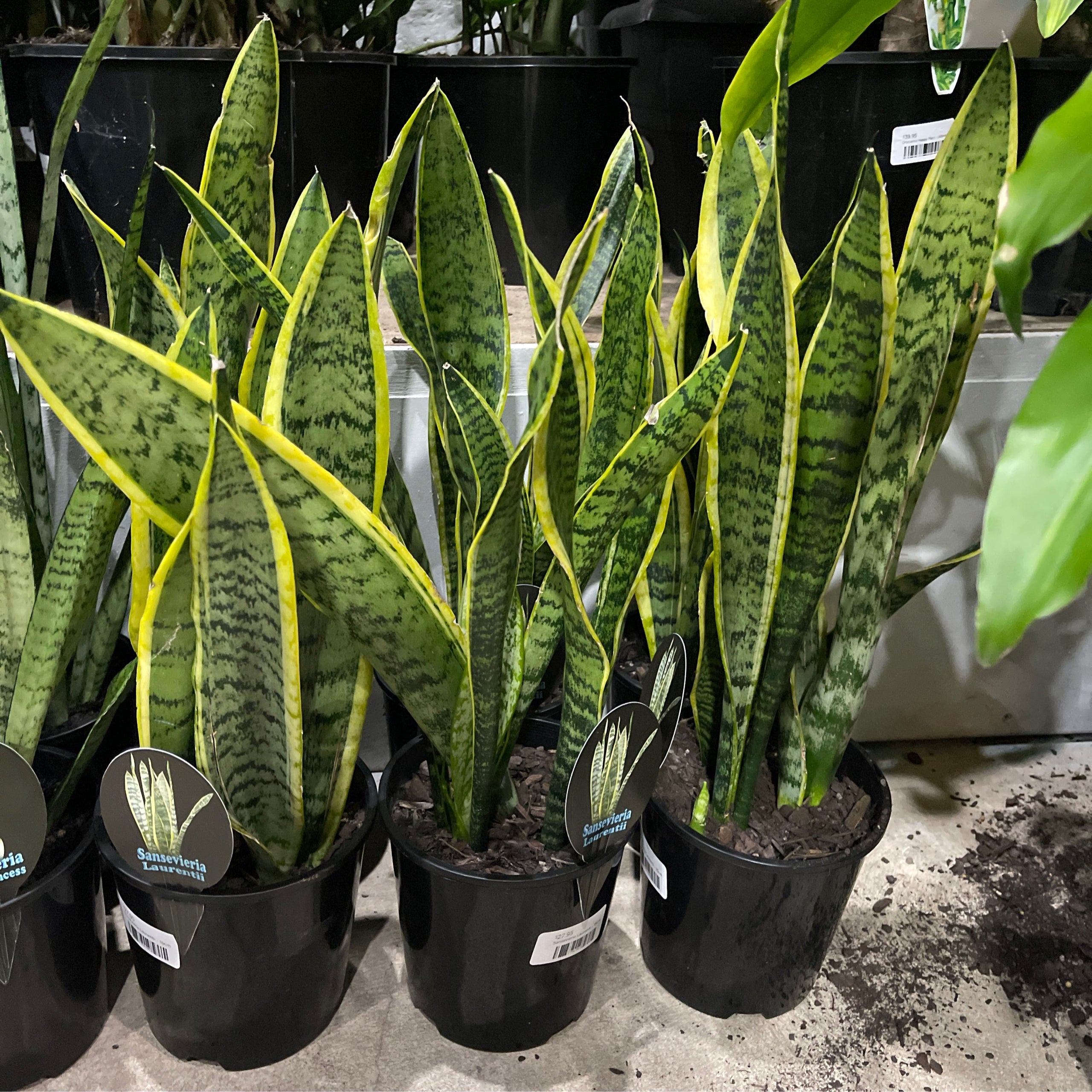 Sansevieria Laurentii - 15cm | Exotic Botanic