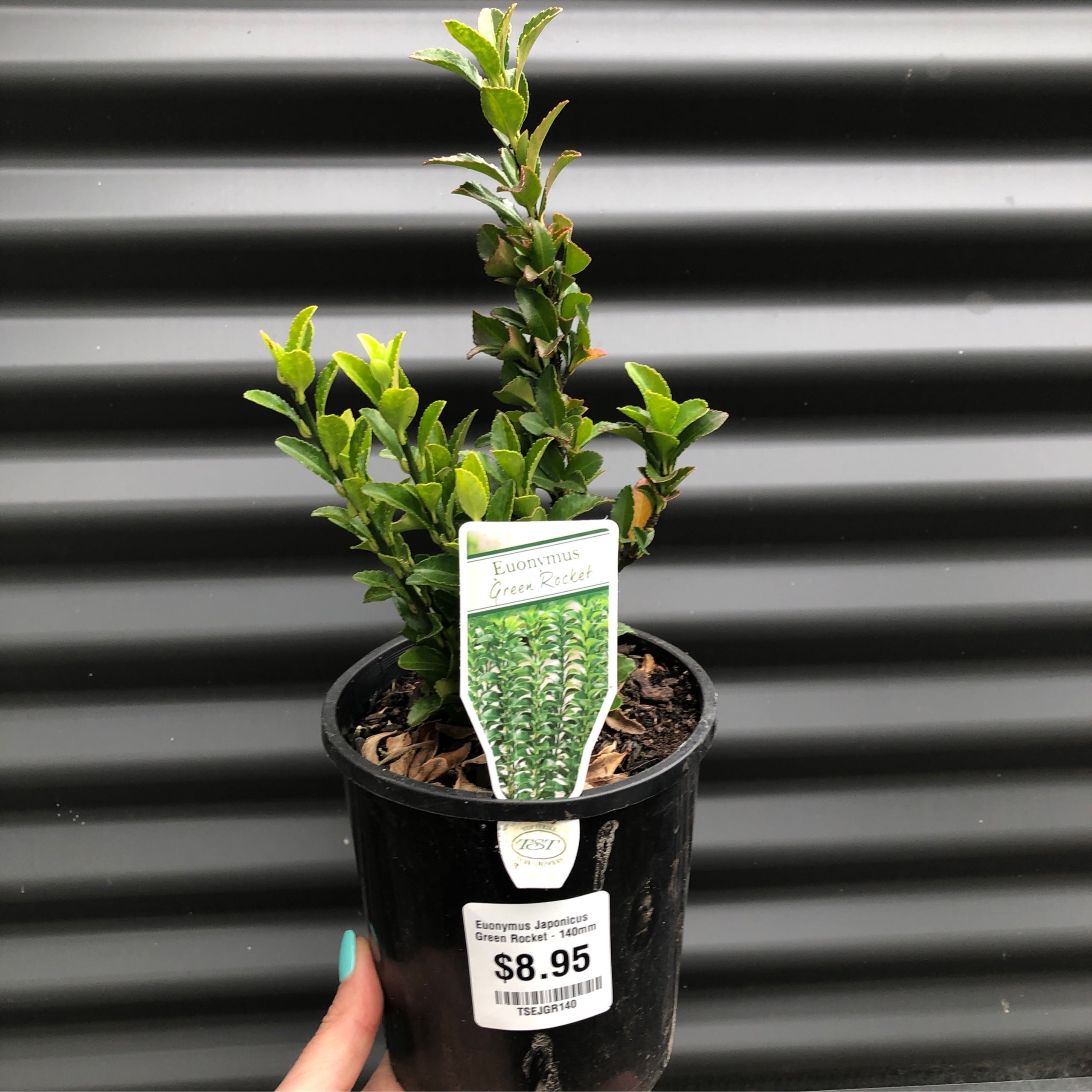 Euonymus Japonicus Green Rocket - 140mm | Exotic Botanic