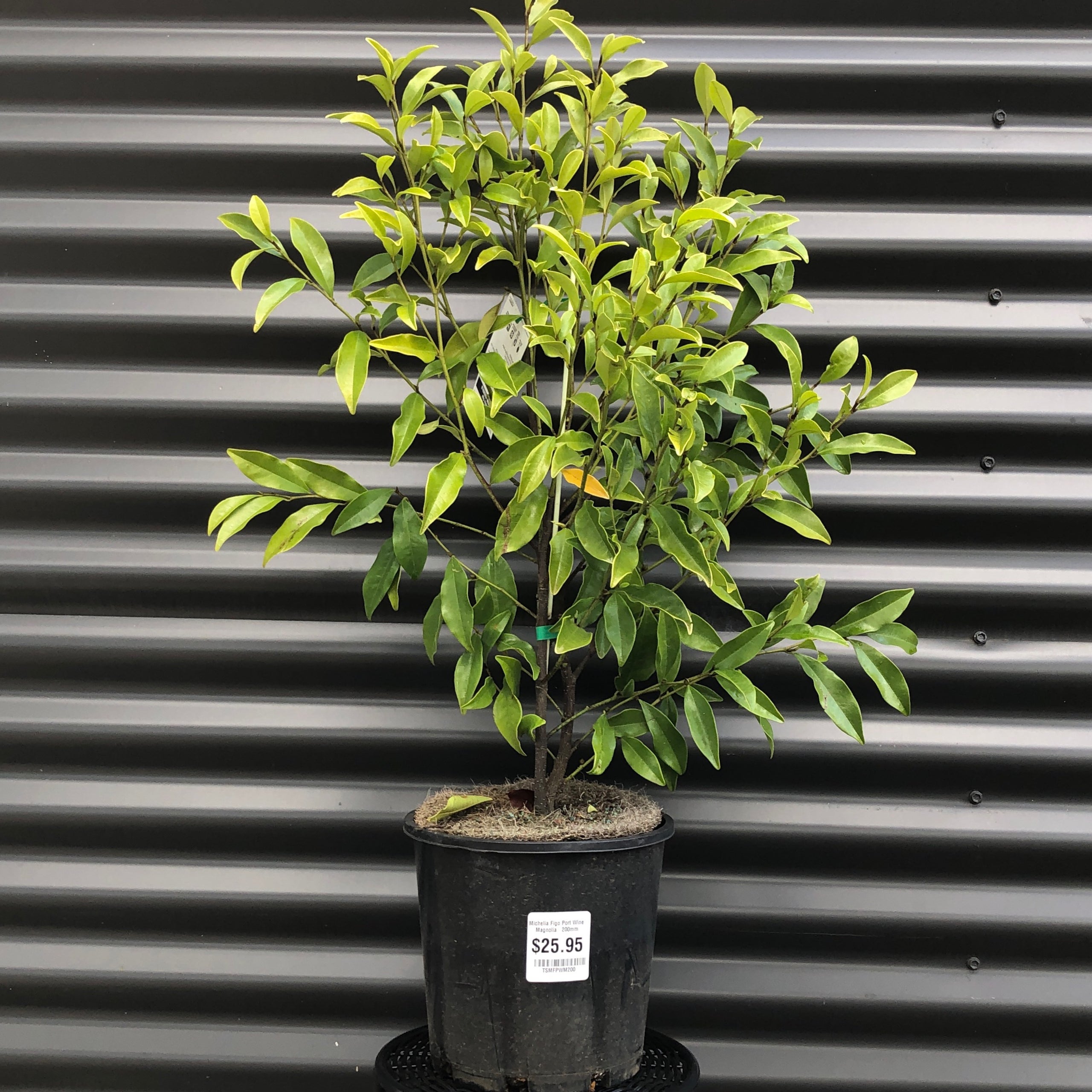 Michelia Figo Port Wine Magnolia - 200mm | Exotic Botanic