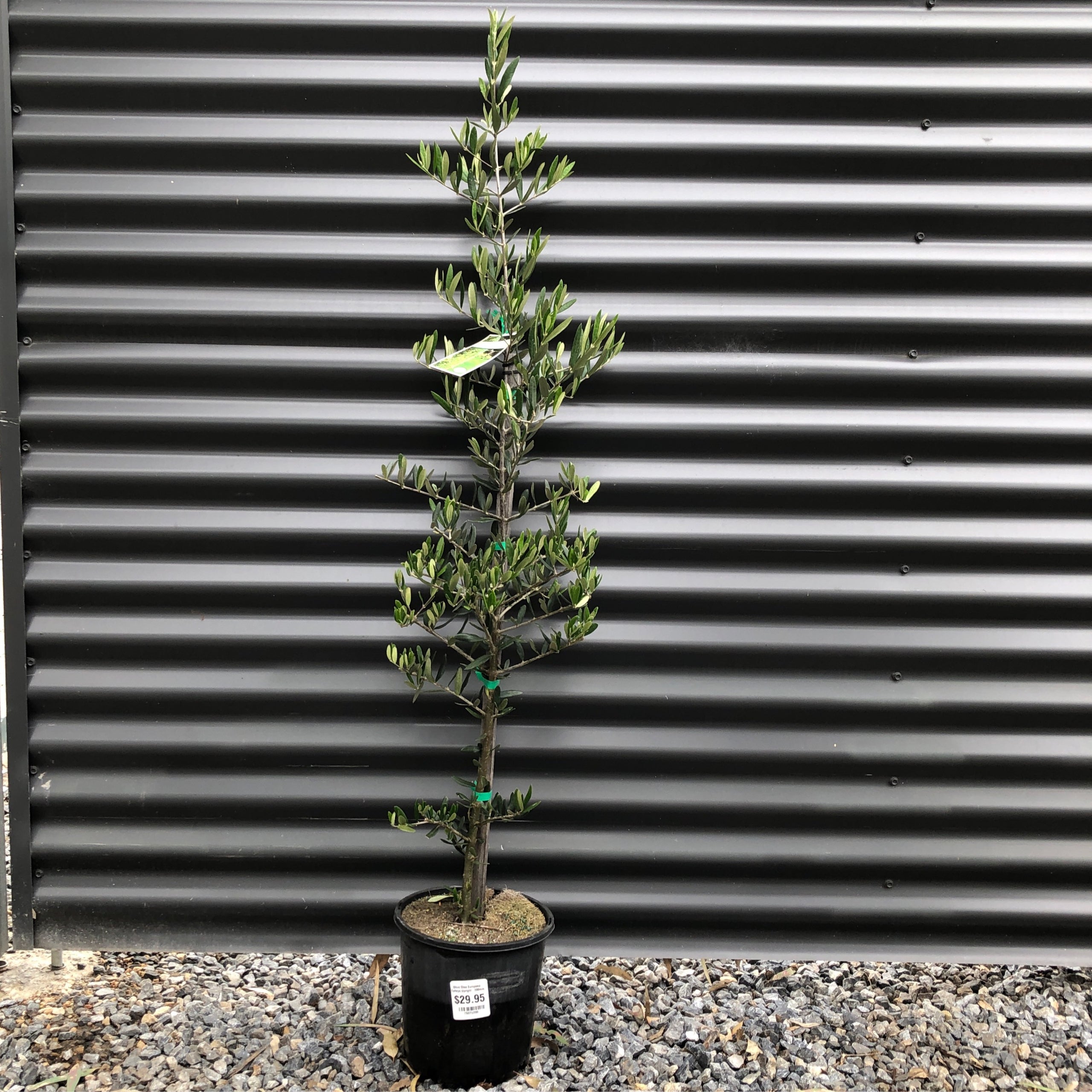 Olive Olea Europaea Tolleys Upright - 200mm | Exotic Botanic