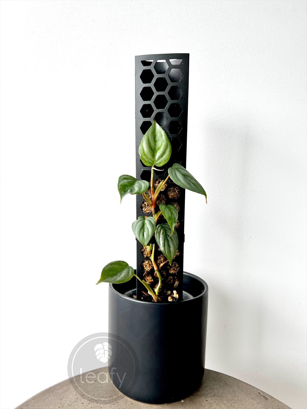 Shop All Plants, Pots & Accessories | Exotic Botanic