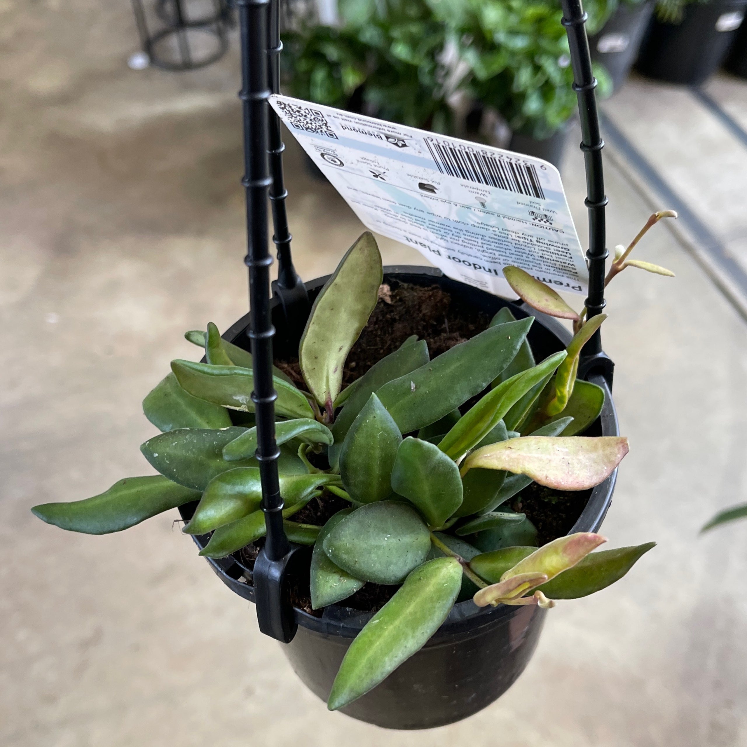 Hoya Bilobata - 118mm | Exotic Botanic