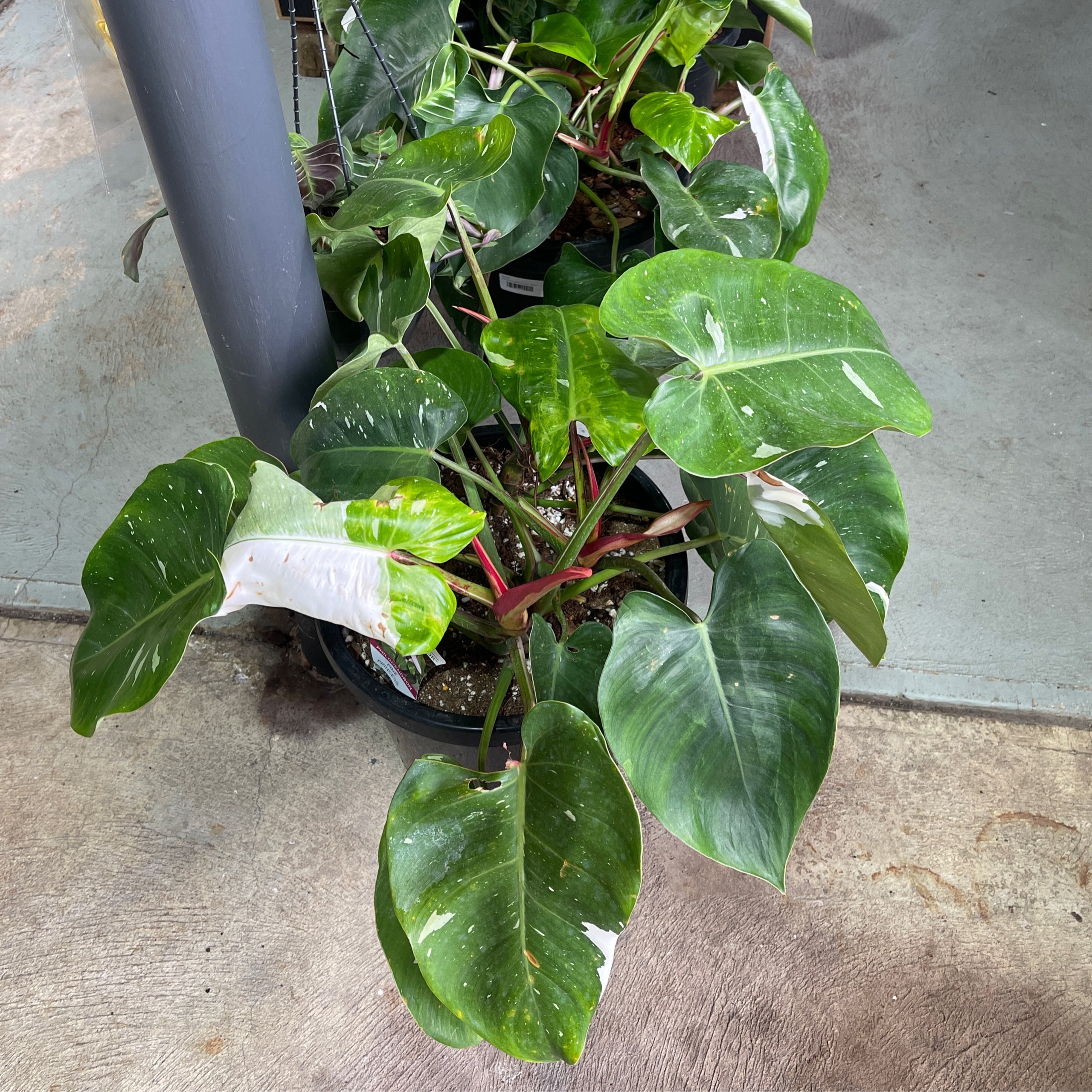 Philodendron White Princess - 300mm | Exotic Botanic