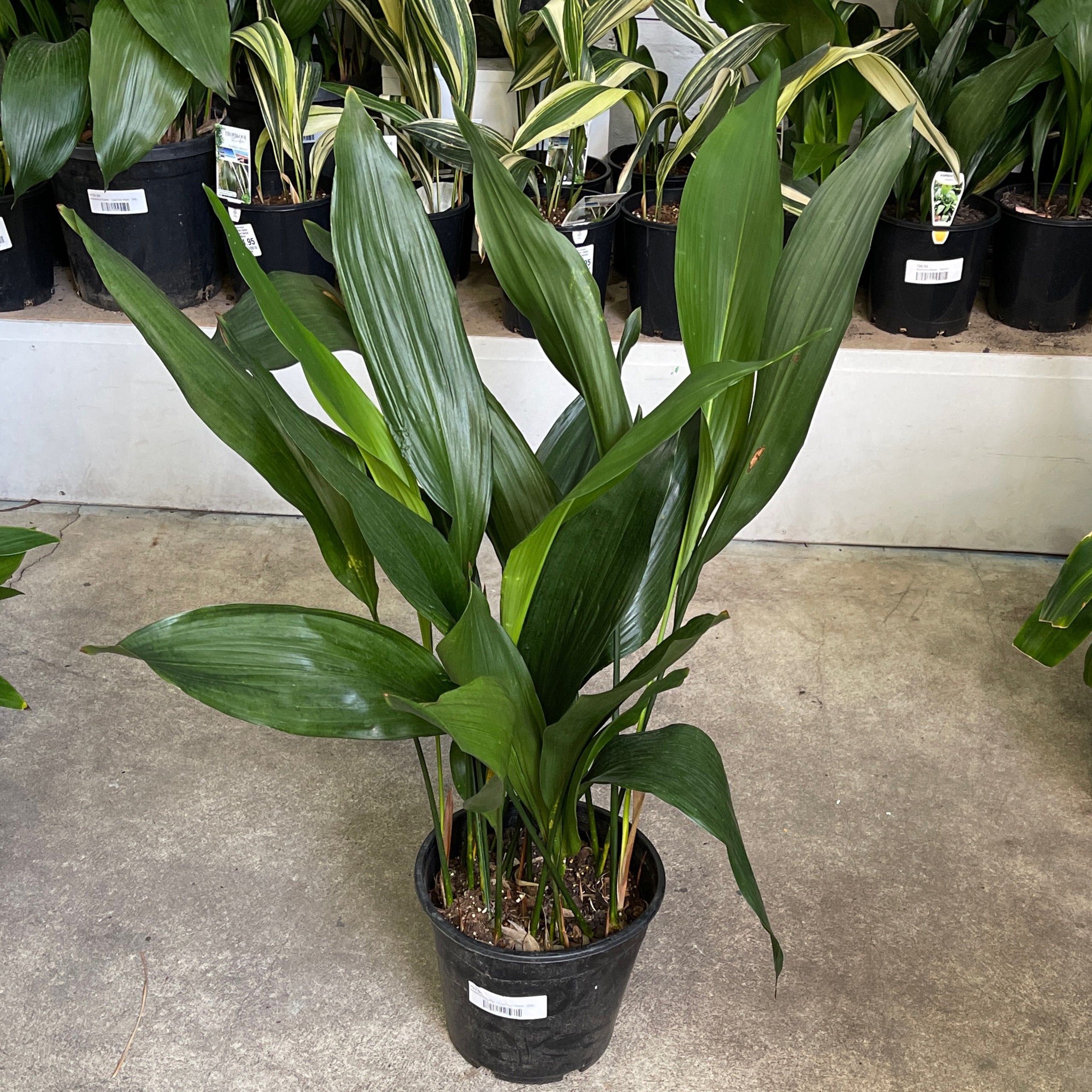 Aspidistra Elatior - Cast Iron Plant - 250mm | Exotic Botanic