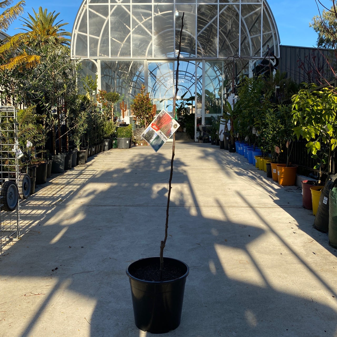 Shop All Plants, Pots & Accessories | Exotic Botanic