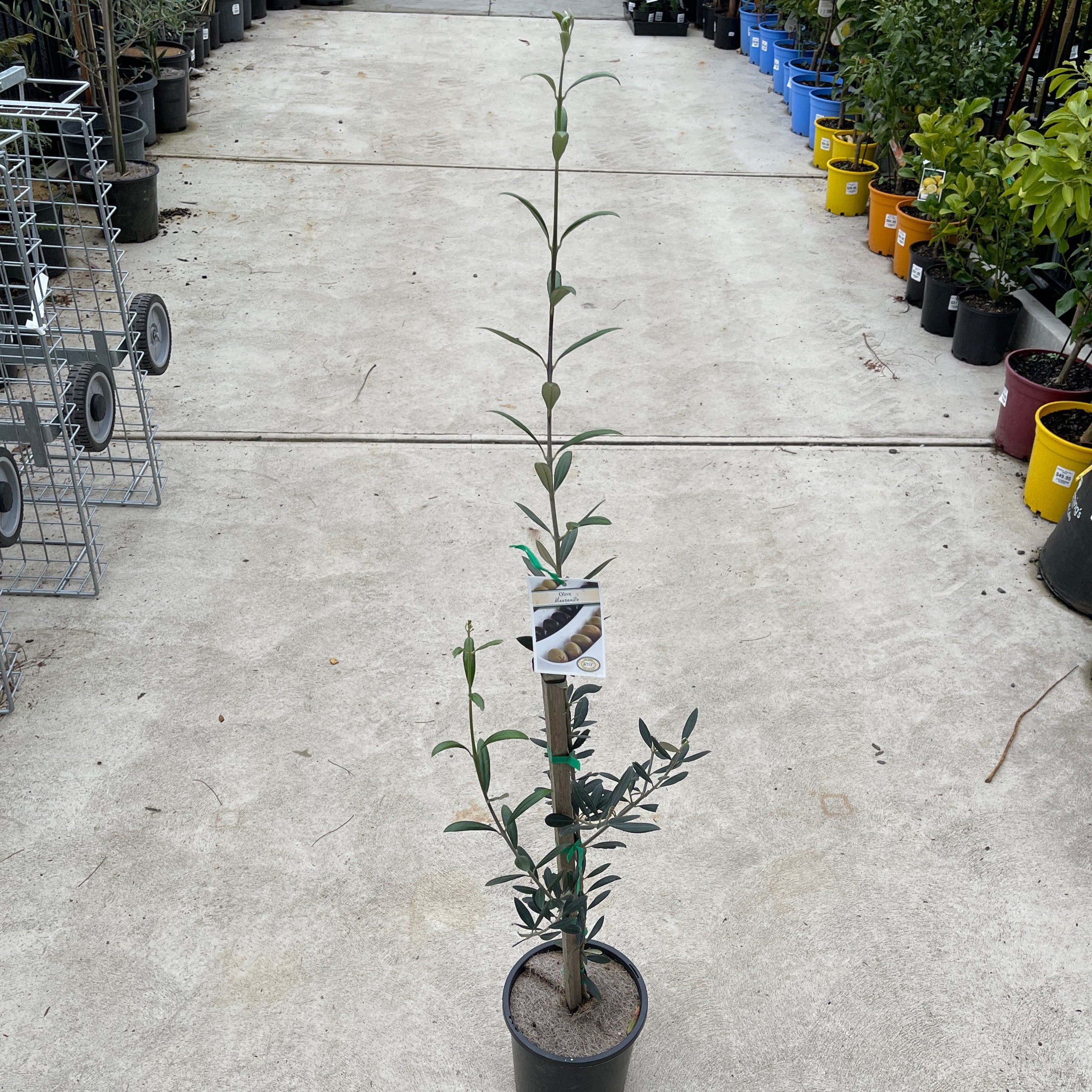 Olive - Olea Europaea Manzanillo - 200mm | Exotic Botanic