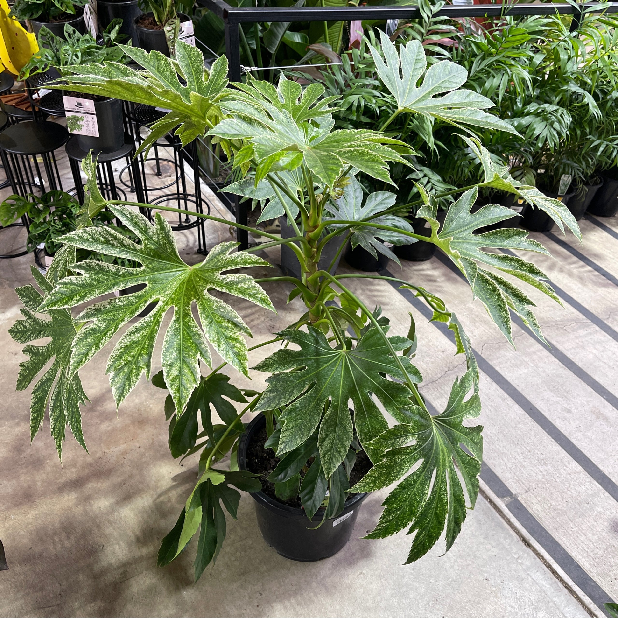 Fatsia Japonica Spider Web - 300mm | Exotic Botanic