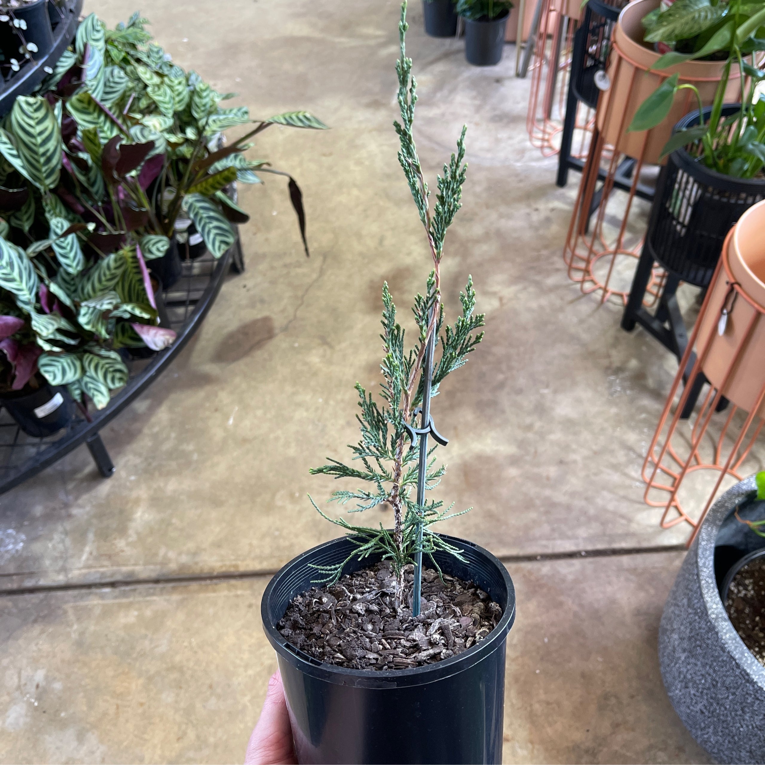 Conifer - Juniper Virginiana Spartan - 140mm | Exotic Botanic