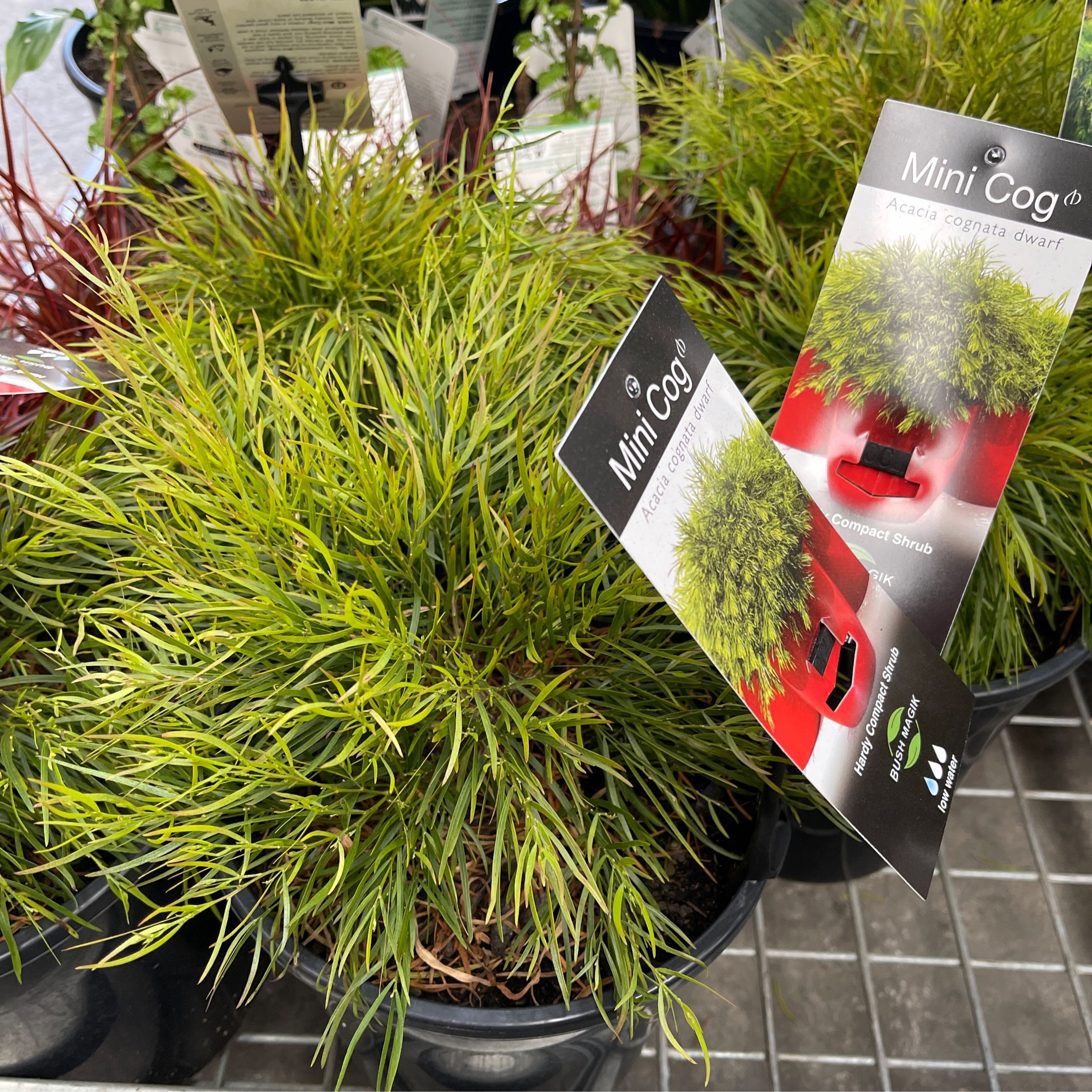 Acacia Cognata Mini Cog - 200mm | Exotic Botanic