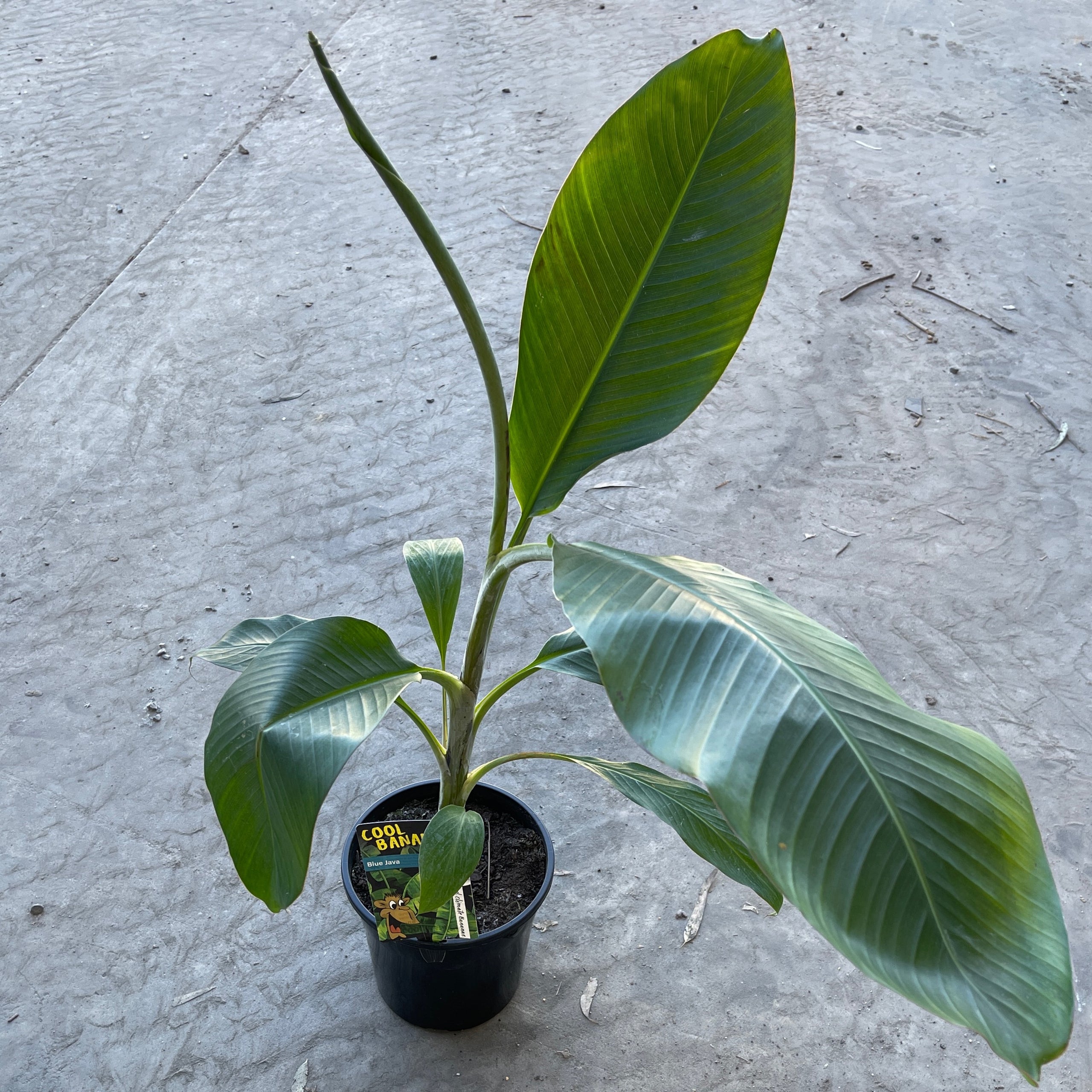 Banana - Musa acuminata Blue Java - 200mm | Exotic Botanic