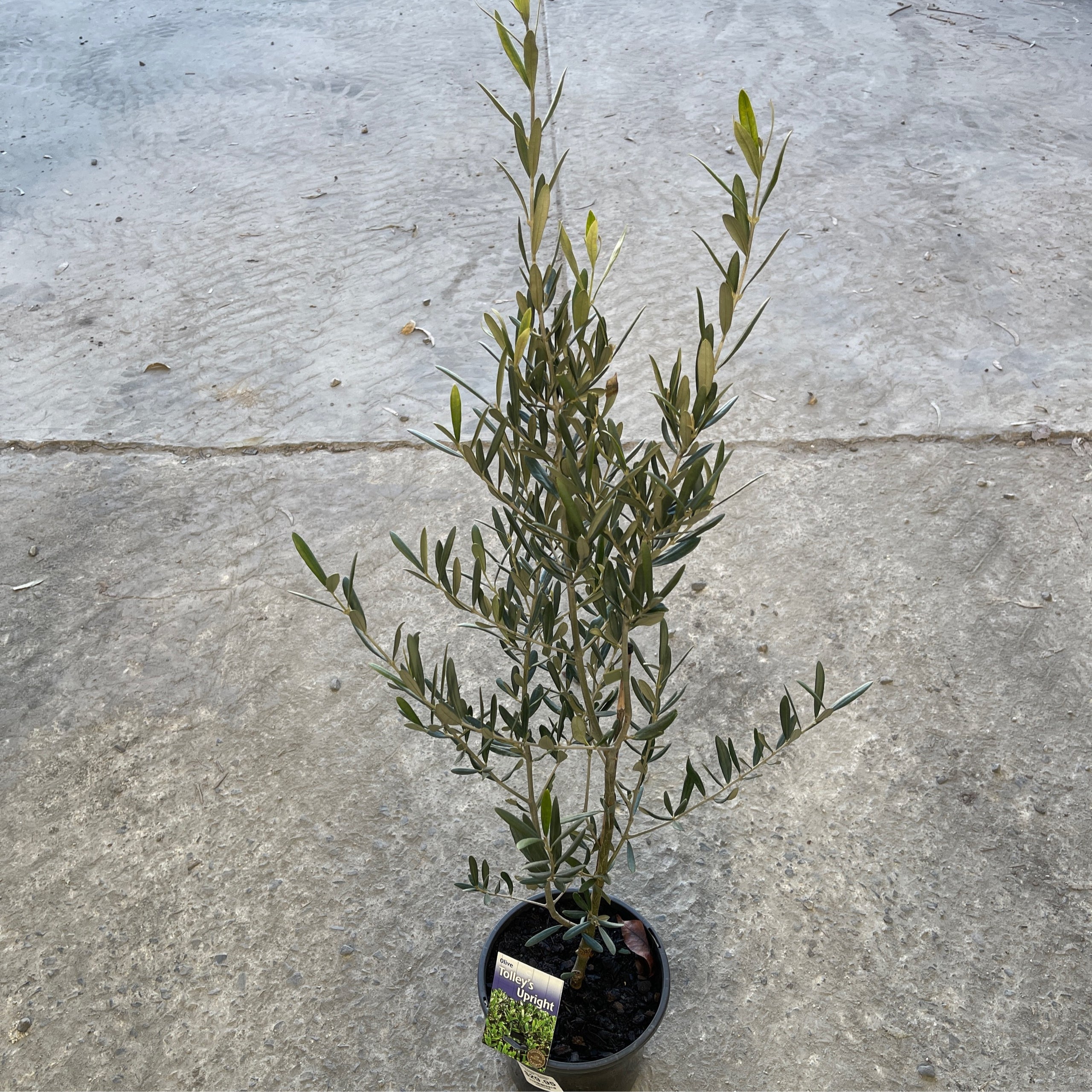 Olive - Olea Europaea Tolley Upright - 200mm | Exotic Botanic