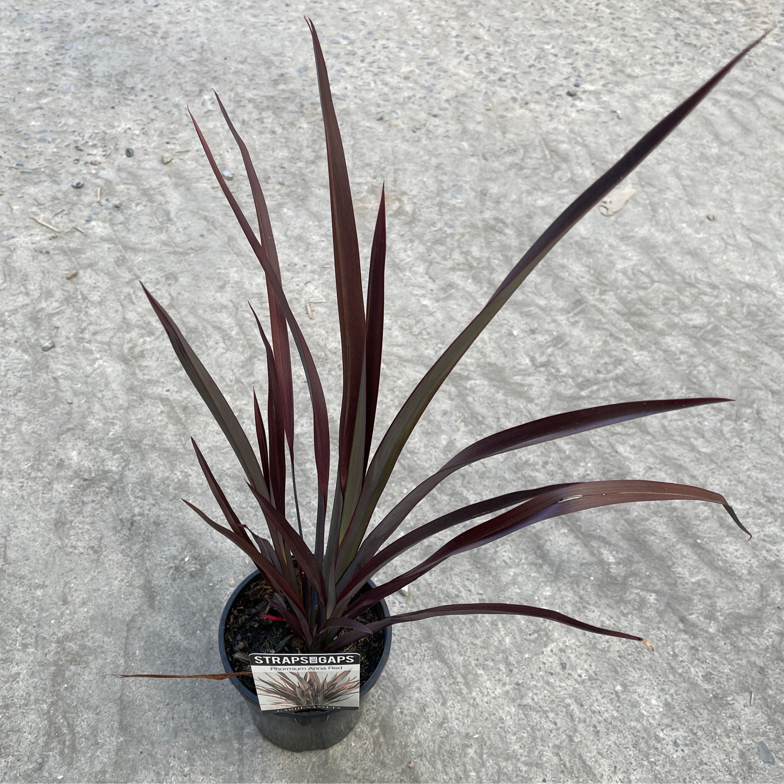Phormium Tenax Anna Red - 140mm | Exotic Botanic