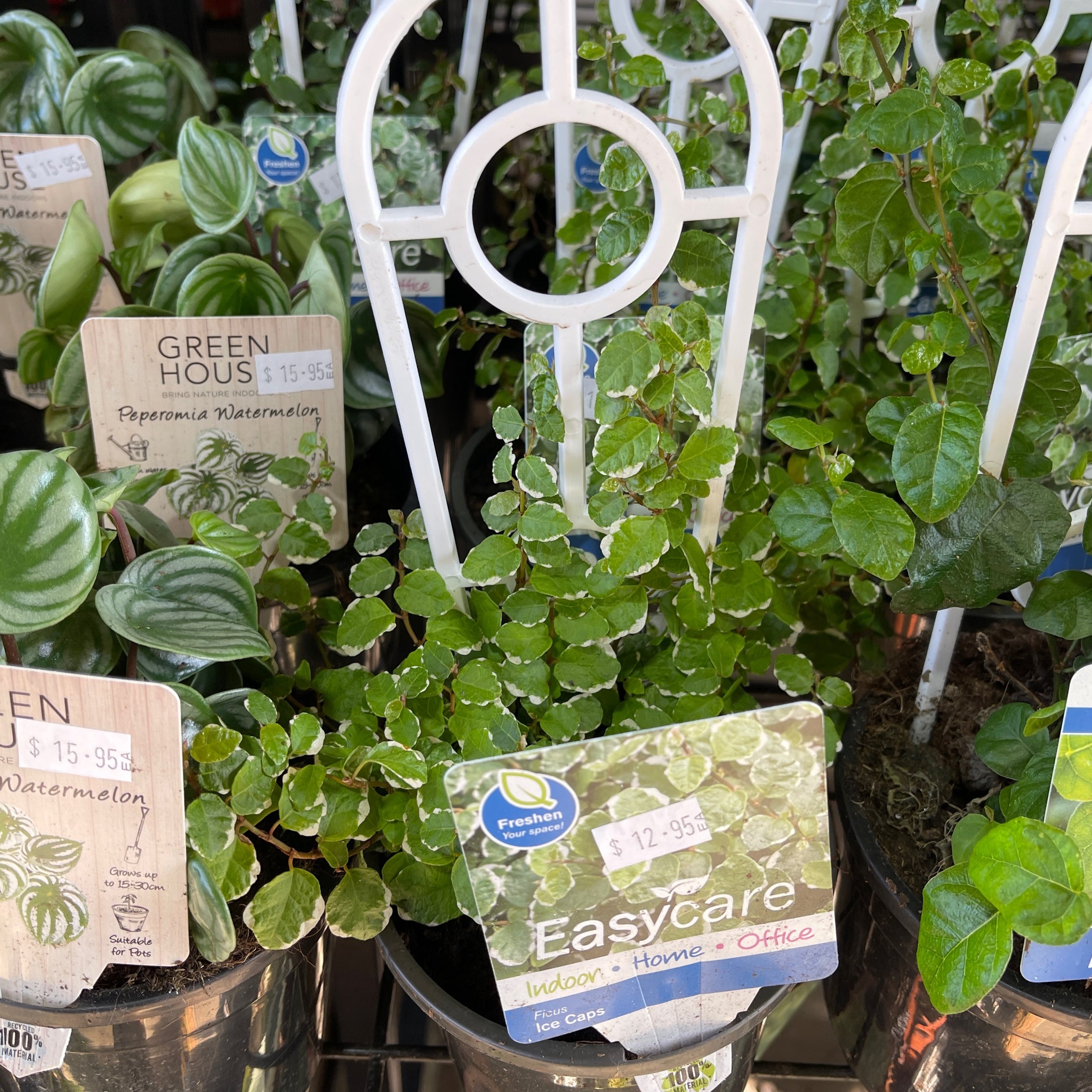 Ficus Pumila Ice Caps - 118mm | Exotic Botanic