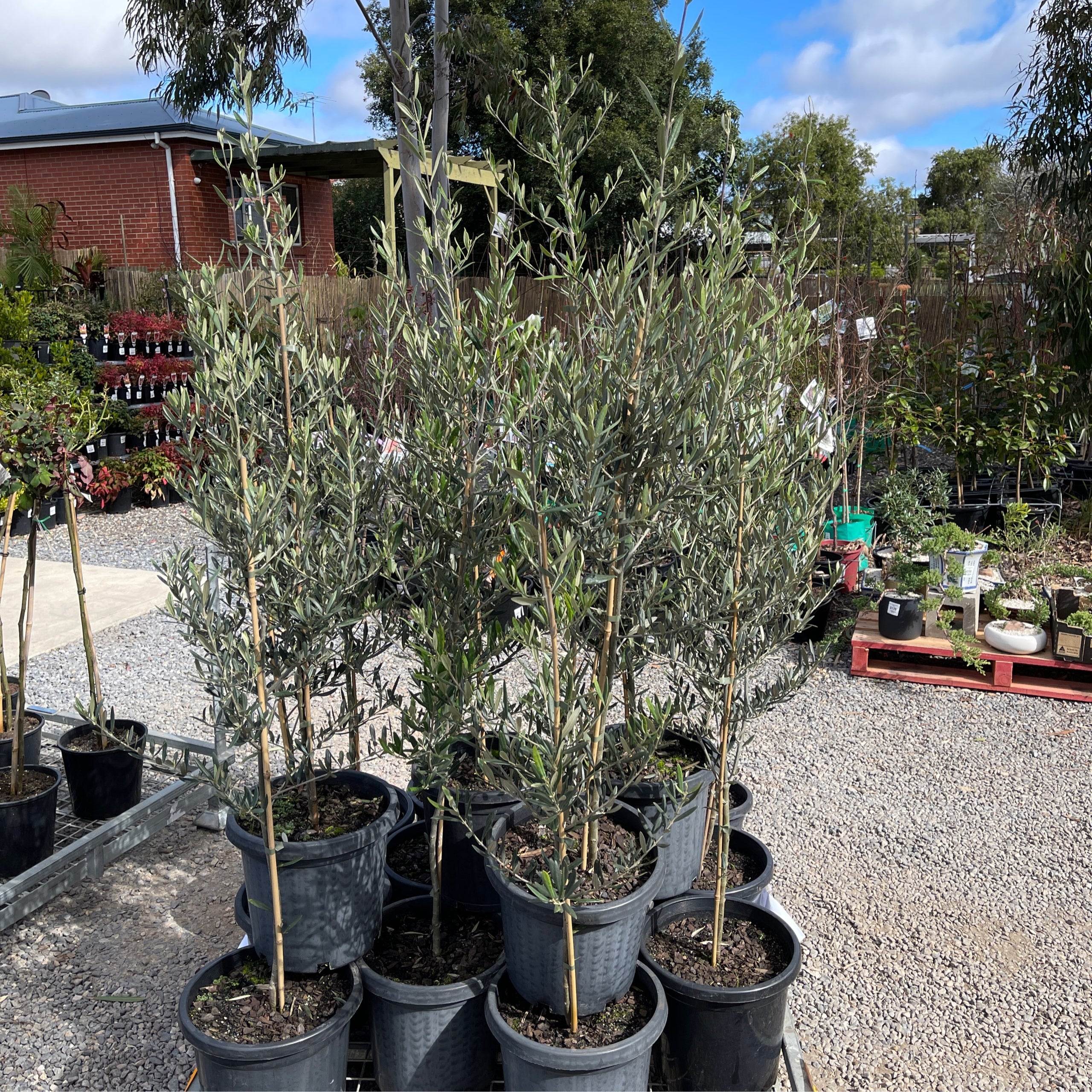Olive - Olea Europaea Tolleys Upright - 300mm | Exotic Botanic