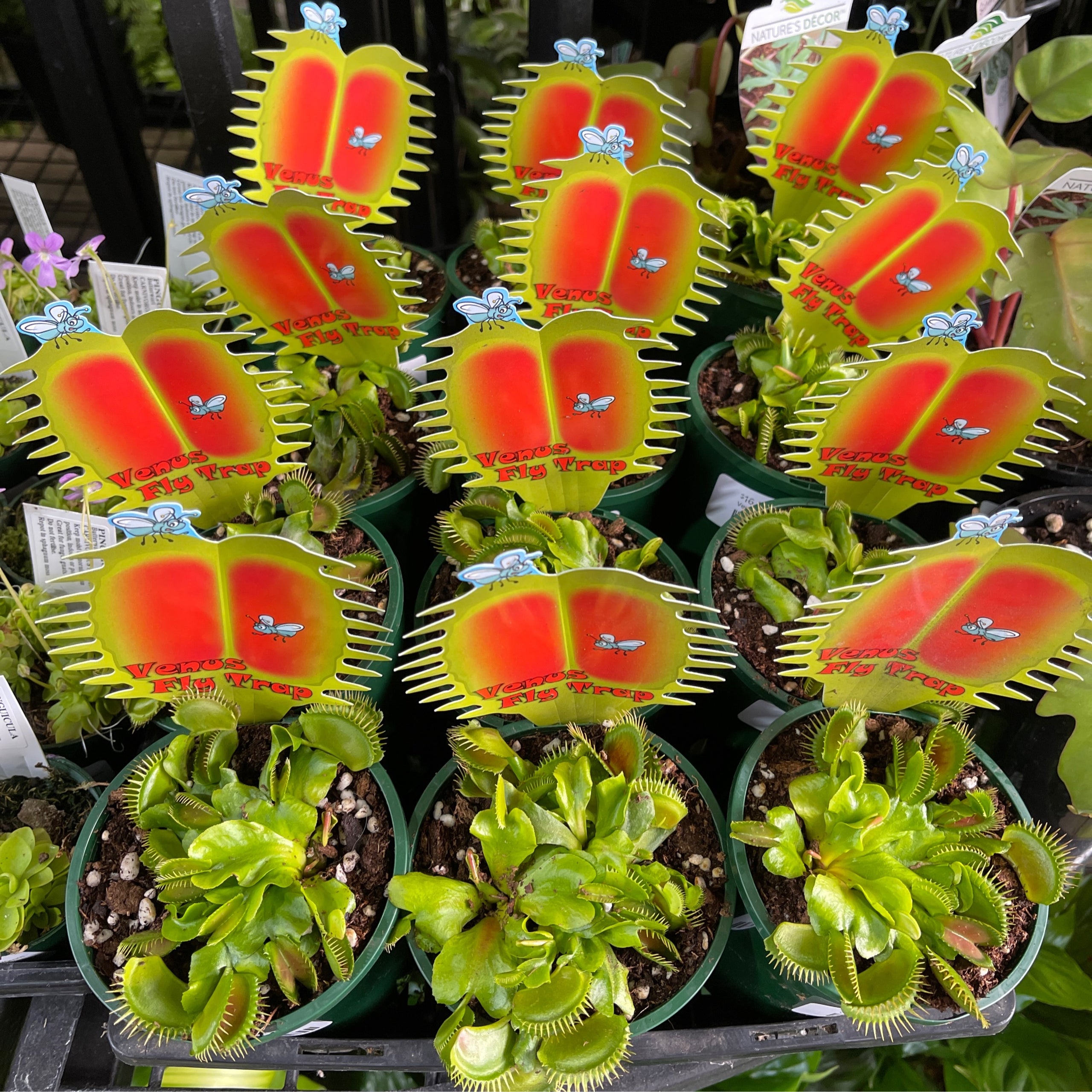 Venus Fly Trap - 100mm | Exotic Botanic