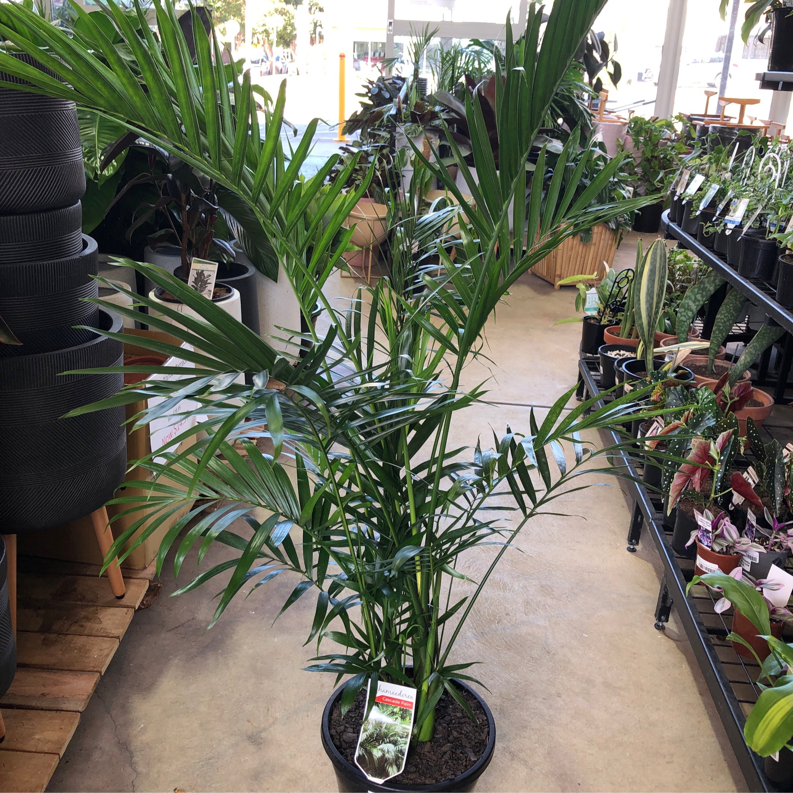 Chamaedorea Atrovirens - Cascade Palm - 250mm | Exotic Botanic