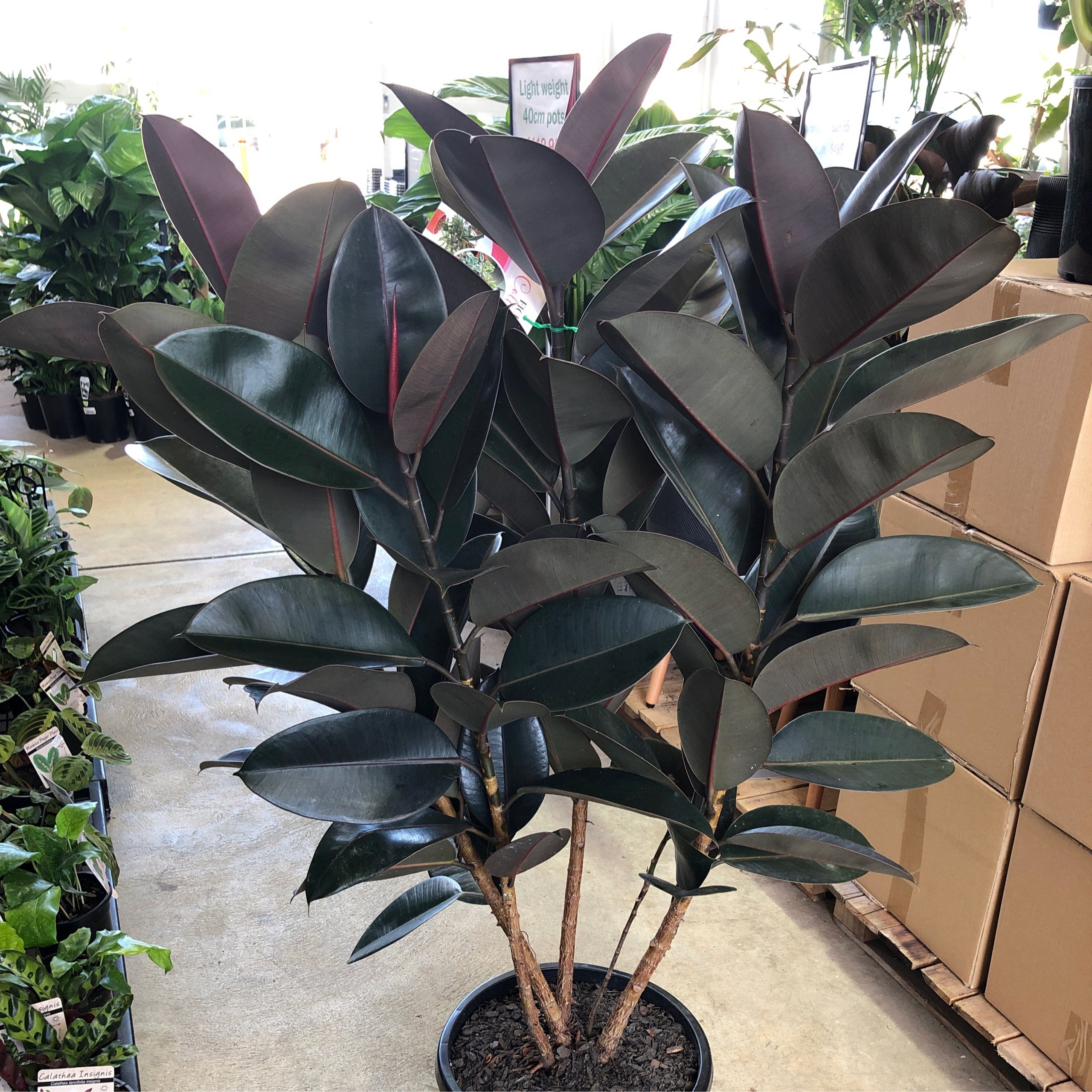 Ficus Elastica Burgundy - 300mm | Exotic Botanic