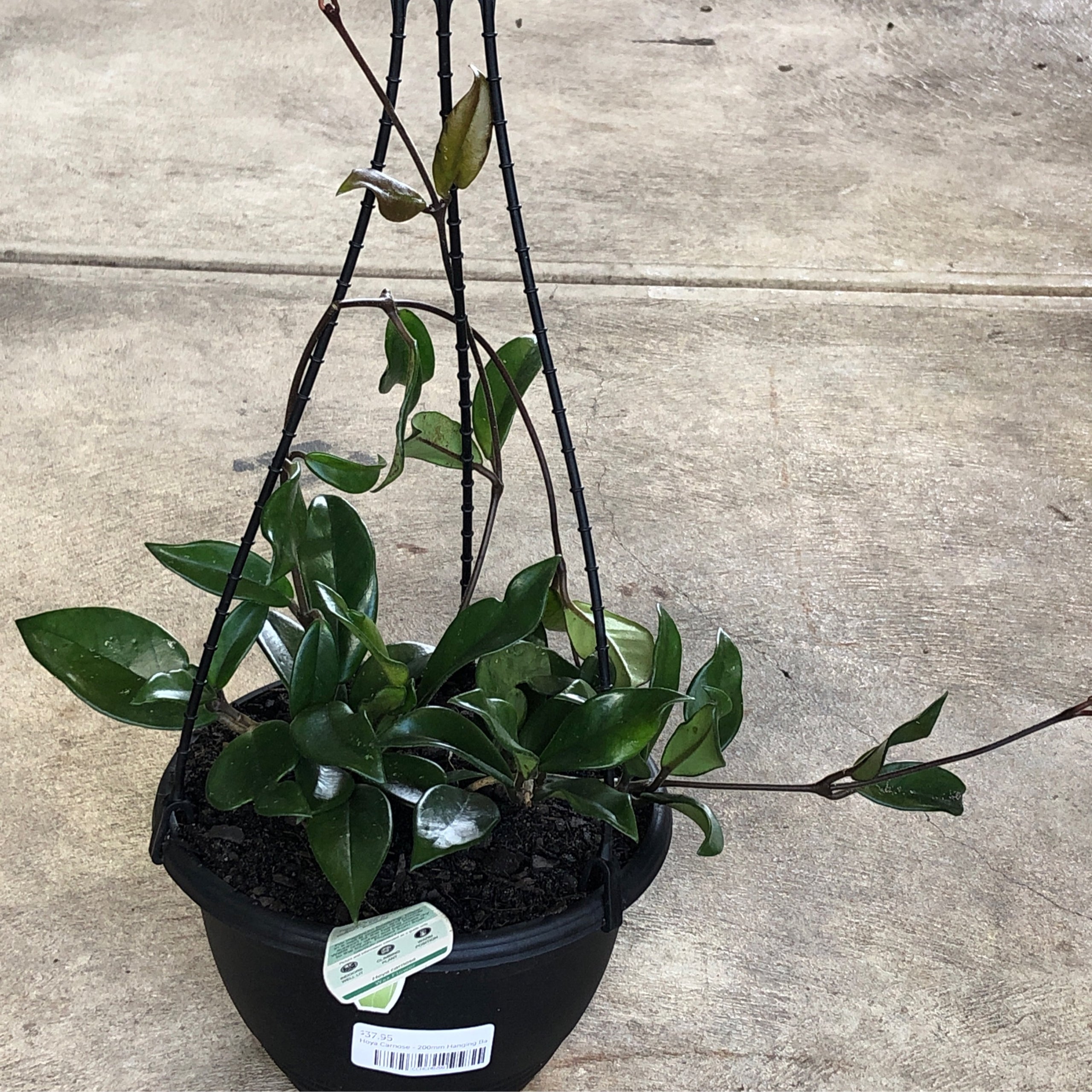 Hoya Carnose - 200mm Hanging Basket | Exotic Botanic