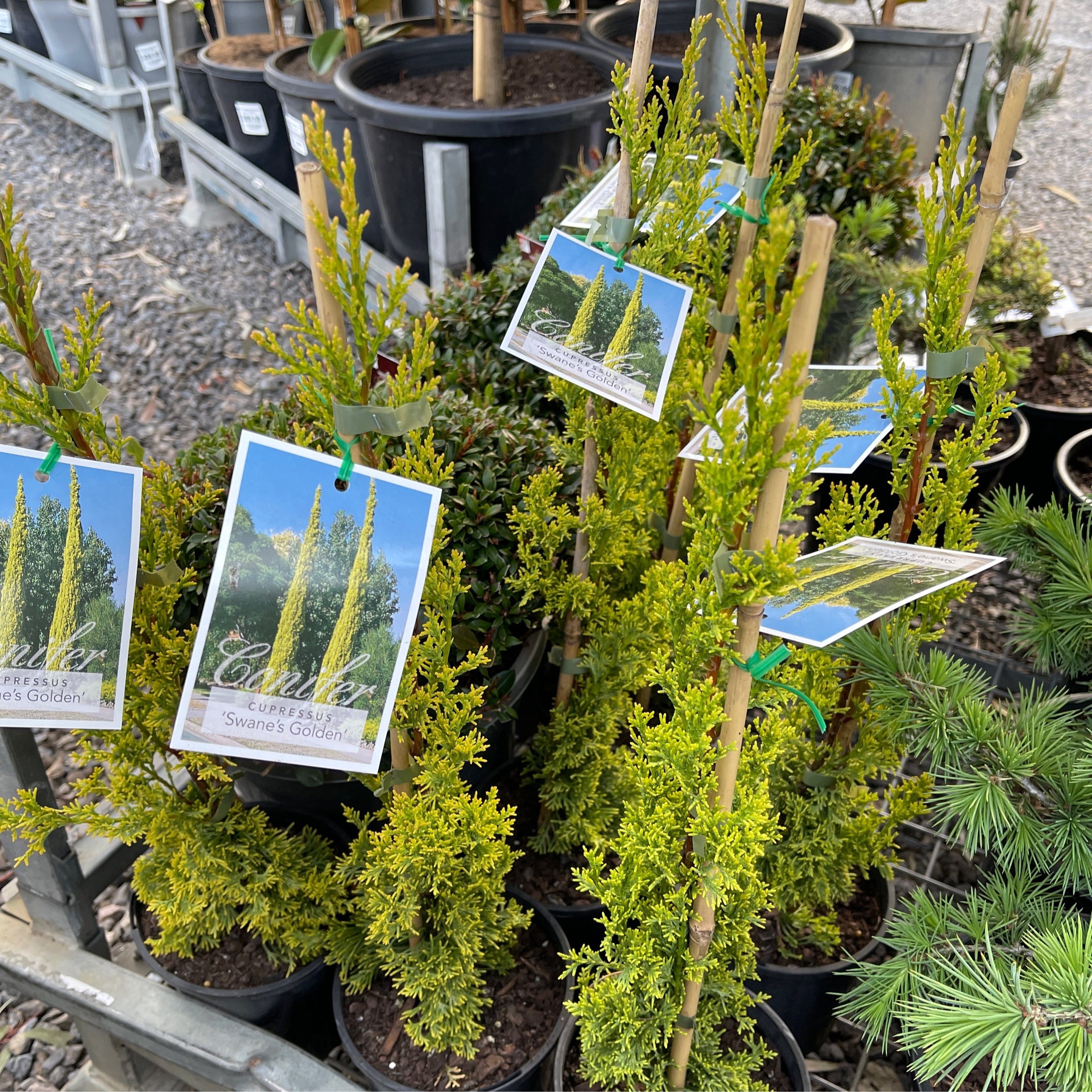 Conifer - Cupressus Sempervirens Swanes Gold - 140 mm | Exotic Botanic Conifer - Cupressus Sempervirens Swanes Gold - 140 mm | Exotic Botanic