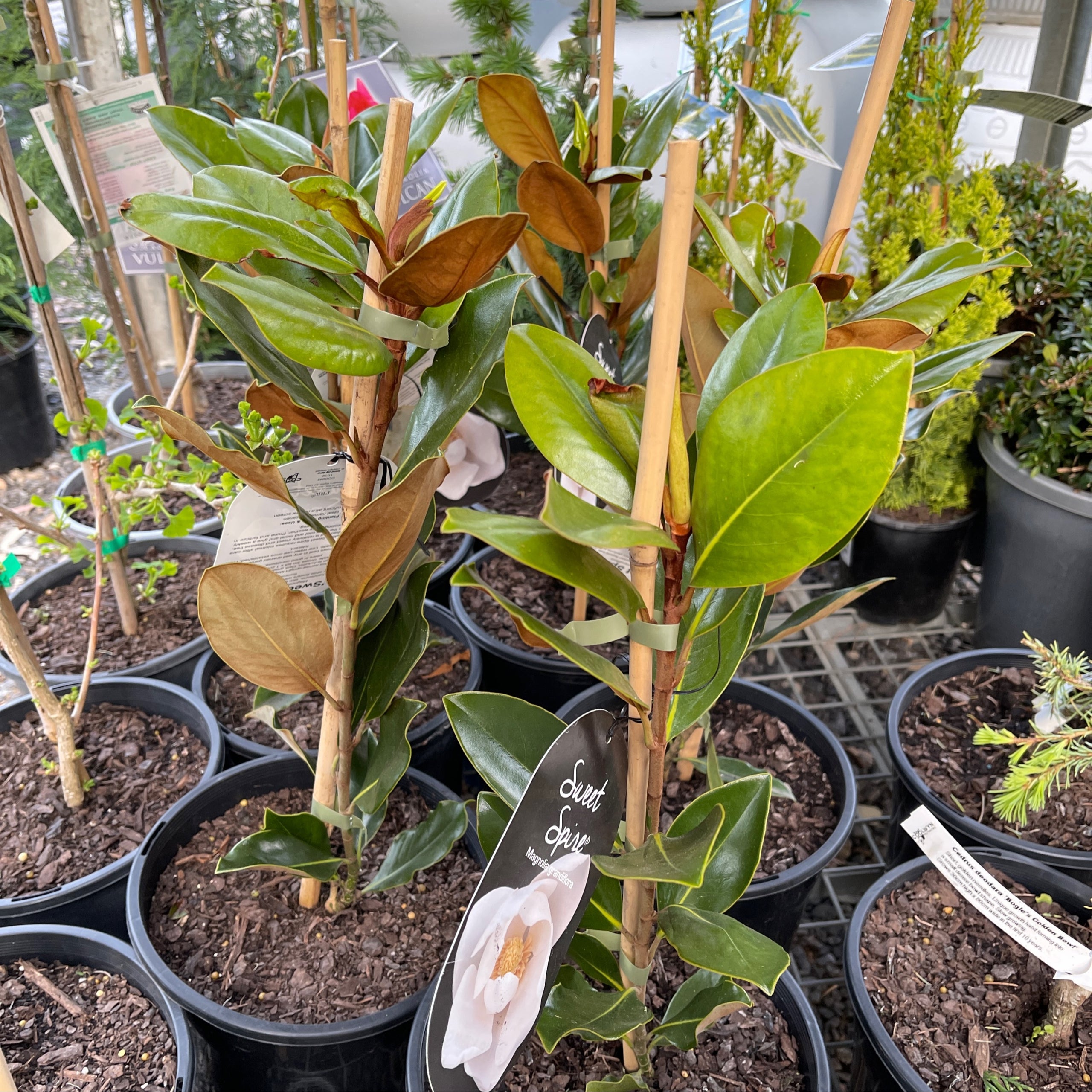 Magnolia Grandiflora Sweet Spire - 200mm | Exotic Botanic