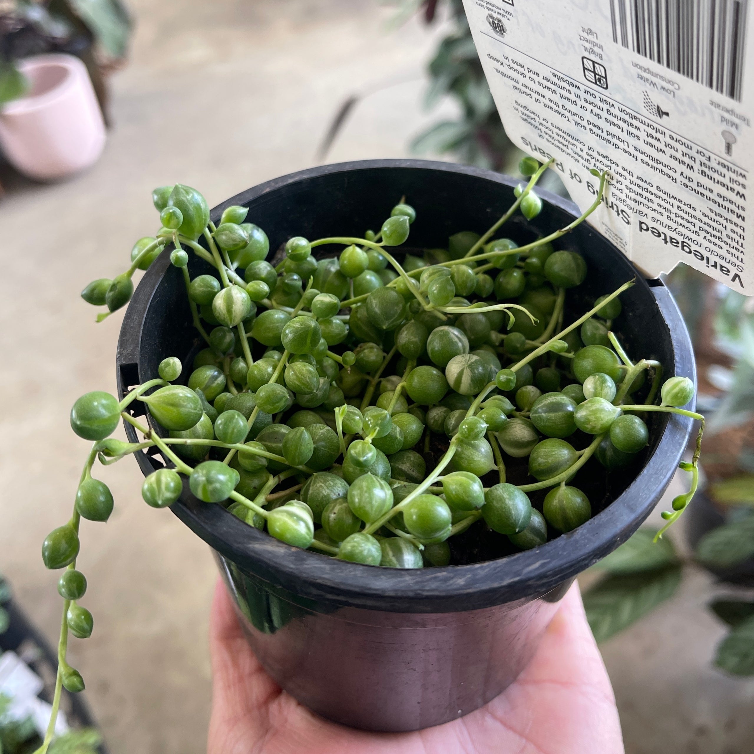 String Of Pearls Variegated - 118mm | Exotic Botanic