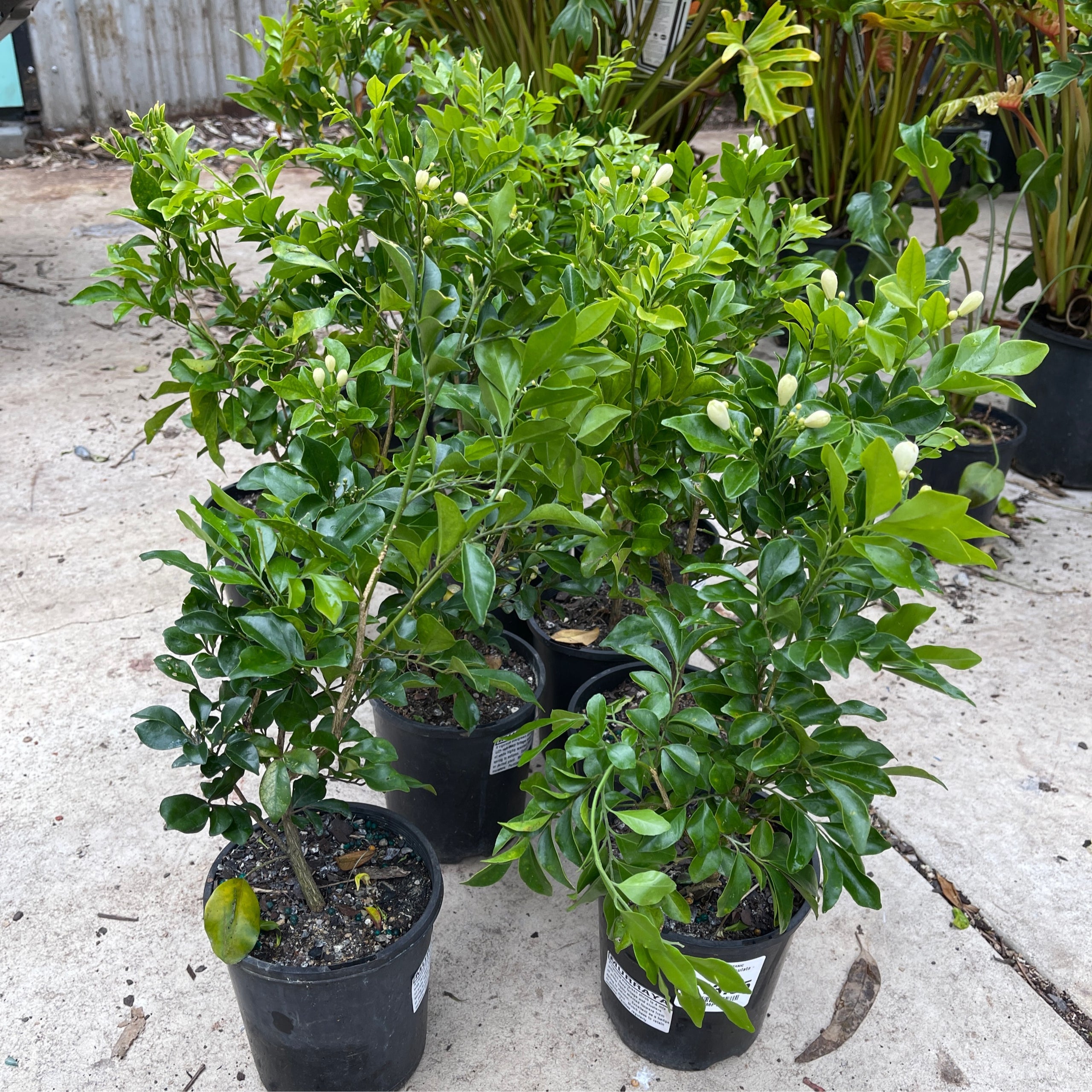 Murraya Paniculata - 140mm | Exotic Botanic